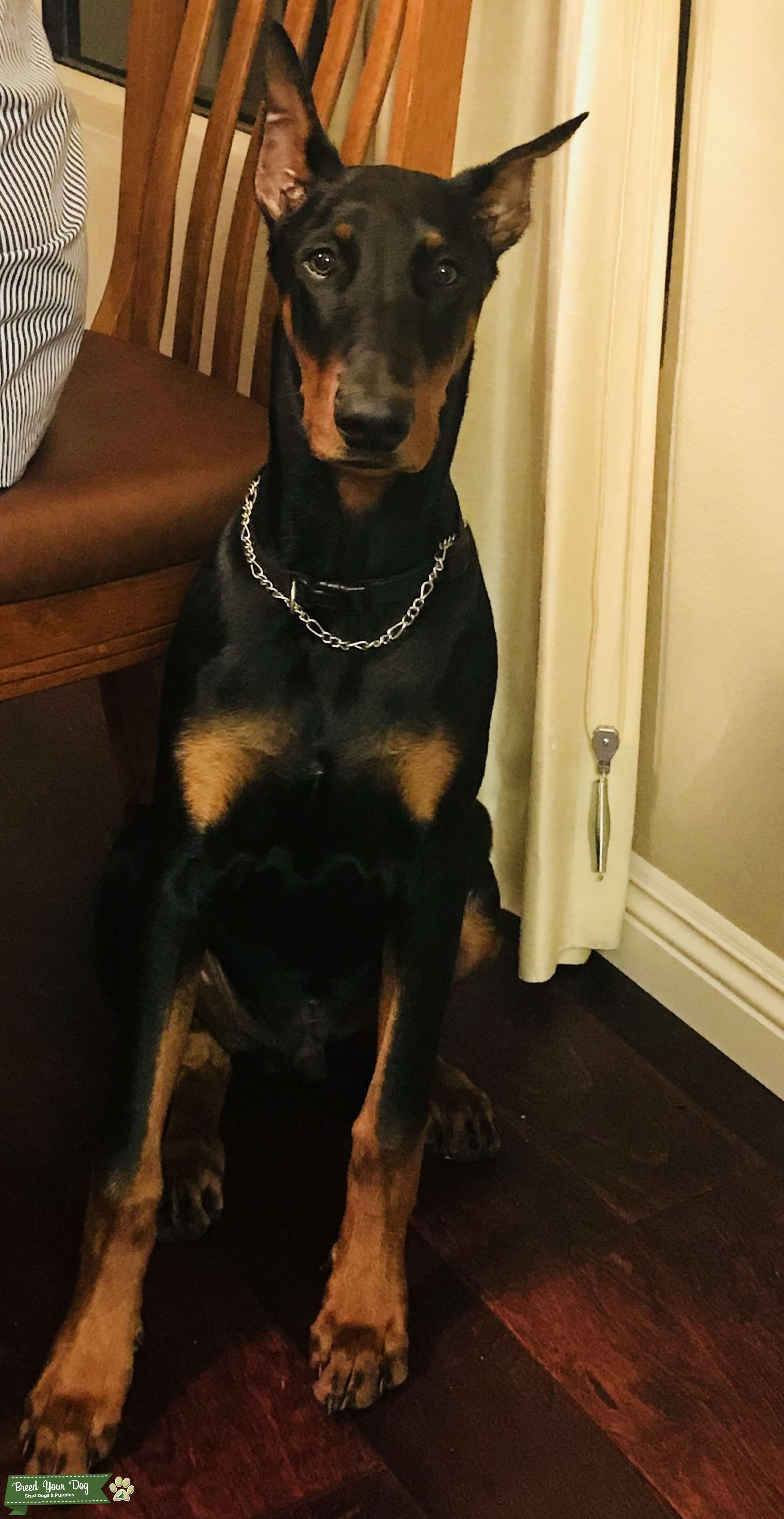 Doberman simba - Stud Dog in Irvine, the United States | Breed Your Dog