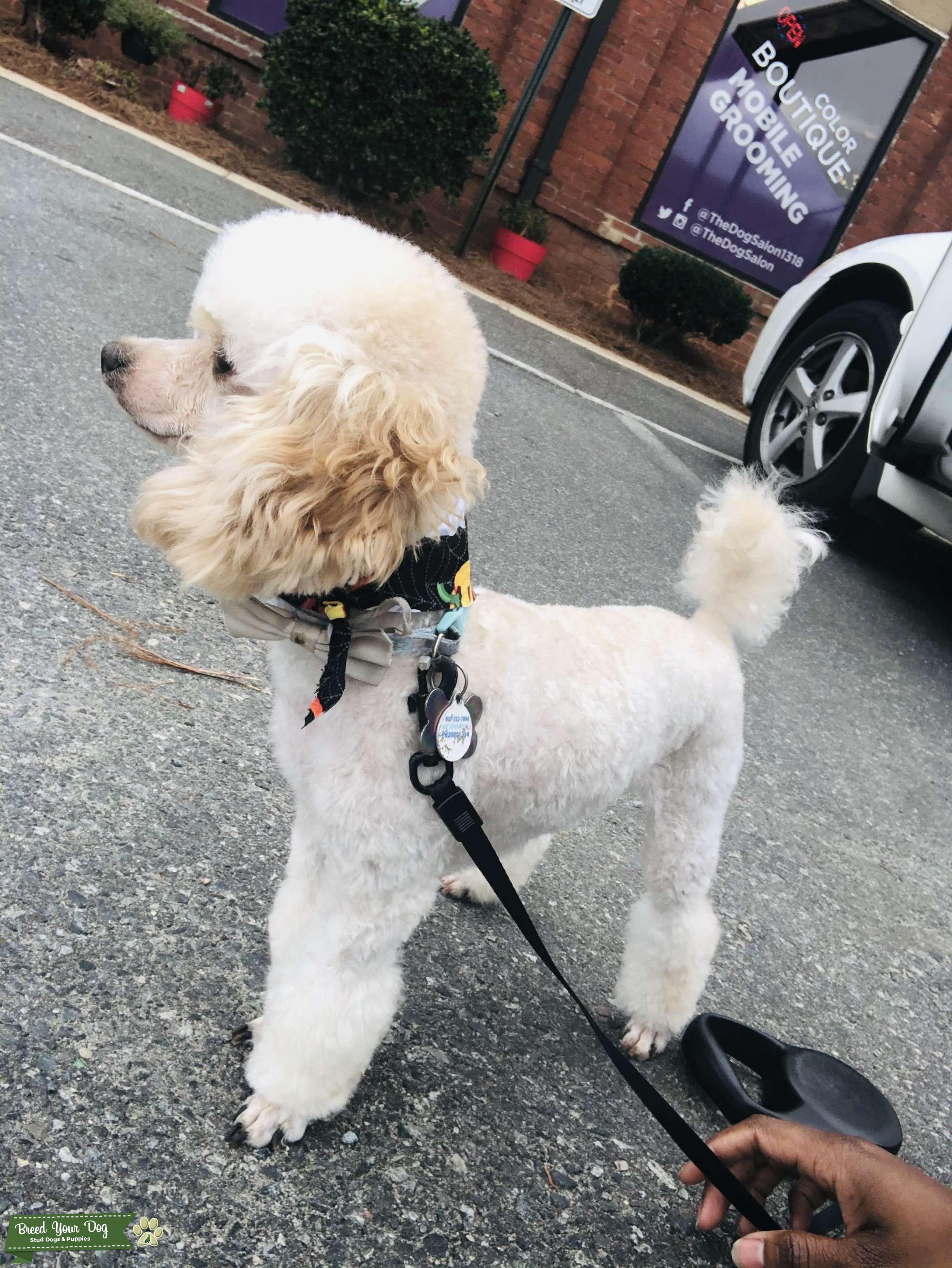 Miniature AKC Poodle - Stud Dog in Charlotte, NC, the United States ...