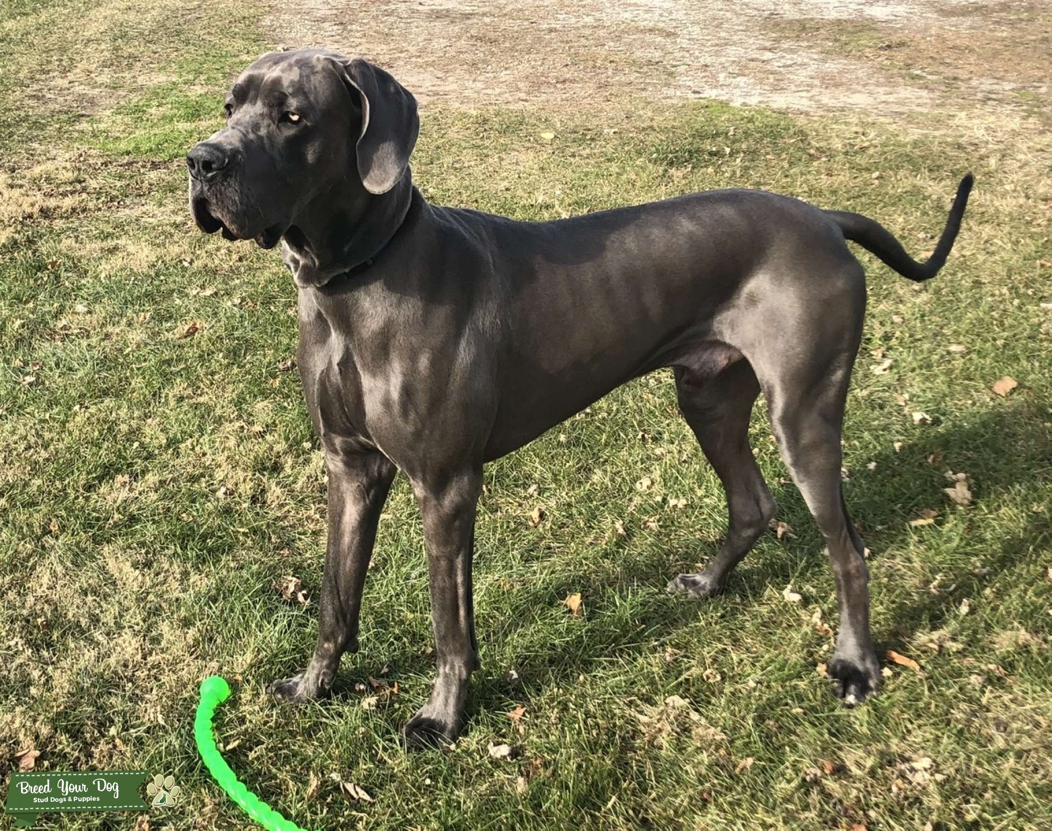 Blue European Great Dane Stud - Stud Dog in Indiana, the United States ...