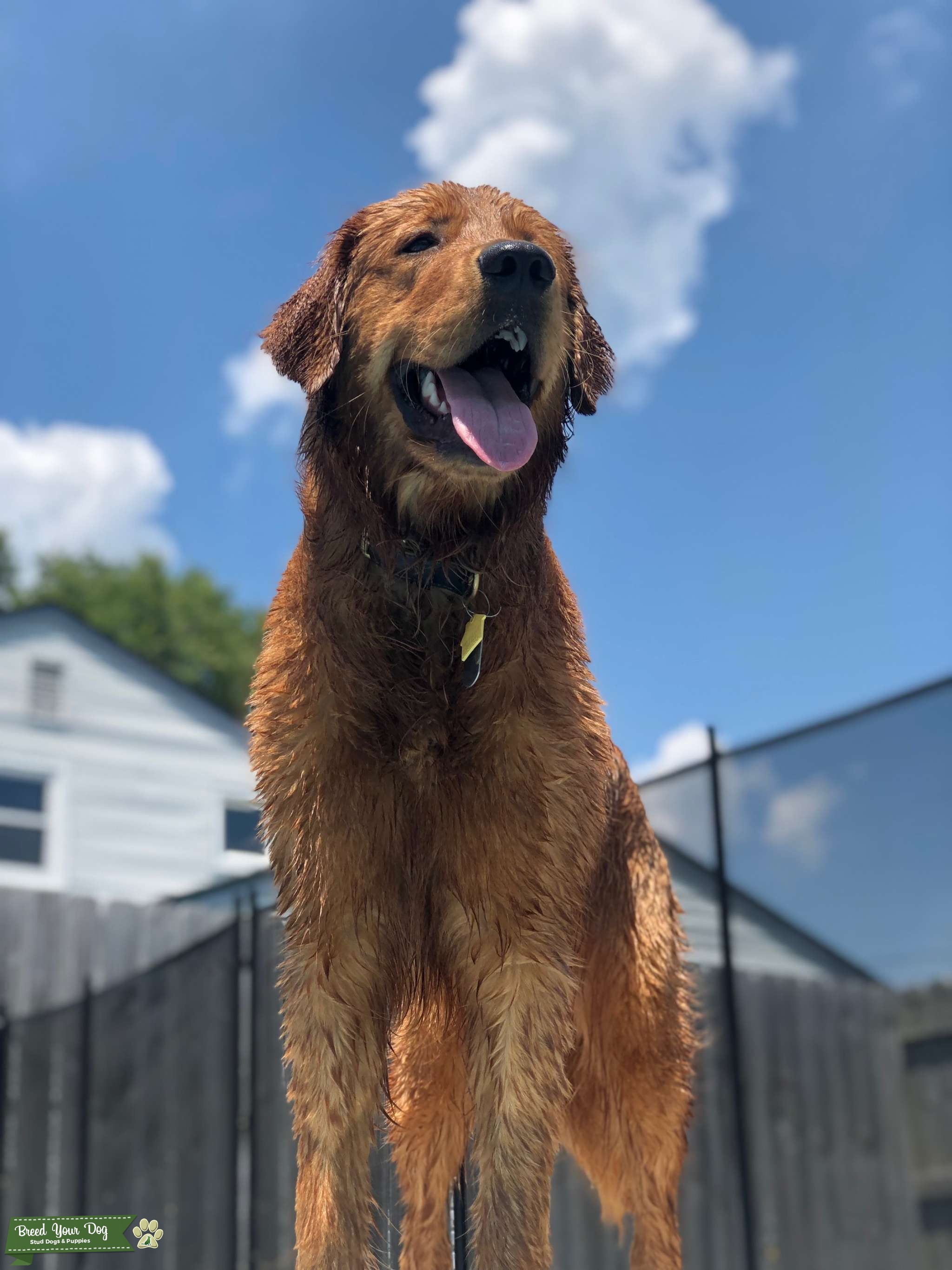 Beautiful Dark Golden Stud - Stud Dog in Virginia Beach, the United ...