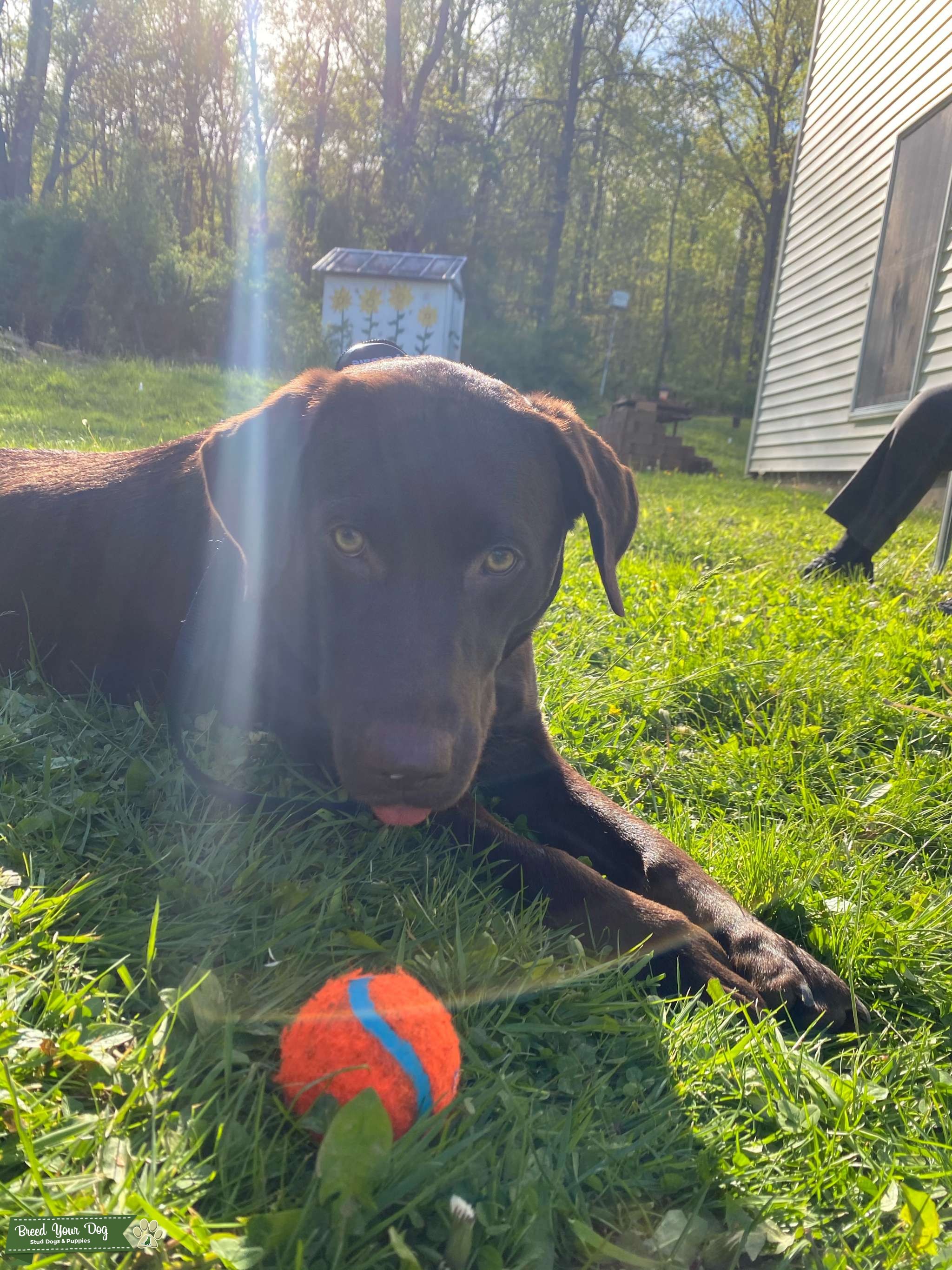 Choc. Lab ready!!! - Stud Dog in New Jersey , the United States | Breed ...