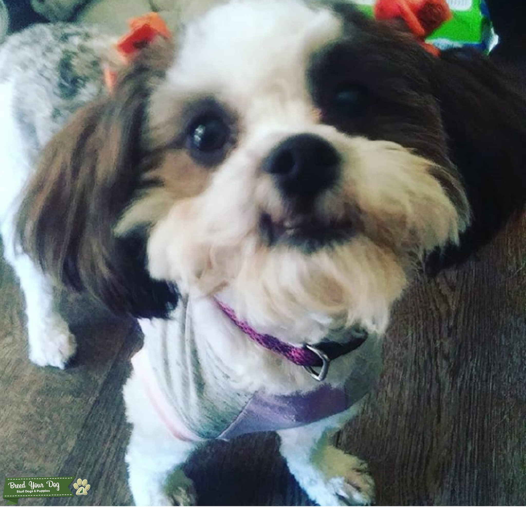 Shichon - Stud Dog in Ohio , the United States | Breed Your Dog