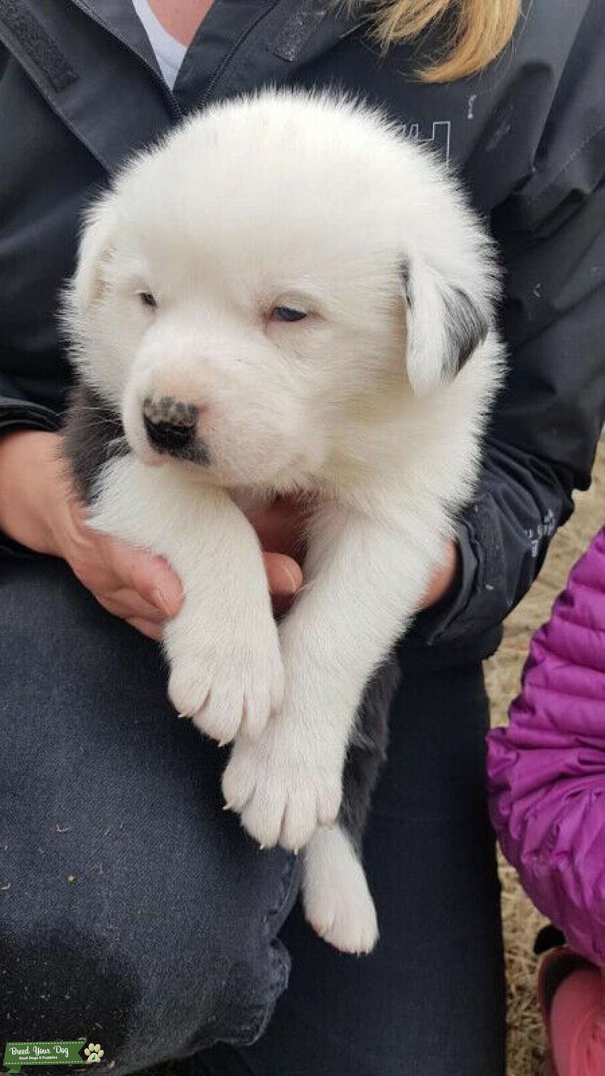Male Old English Sheepdog / Borador Cross - Stud Dog in Vancouver, BC ...