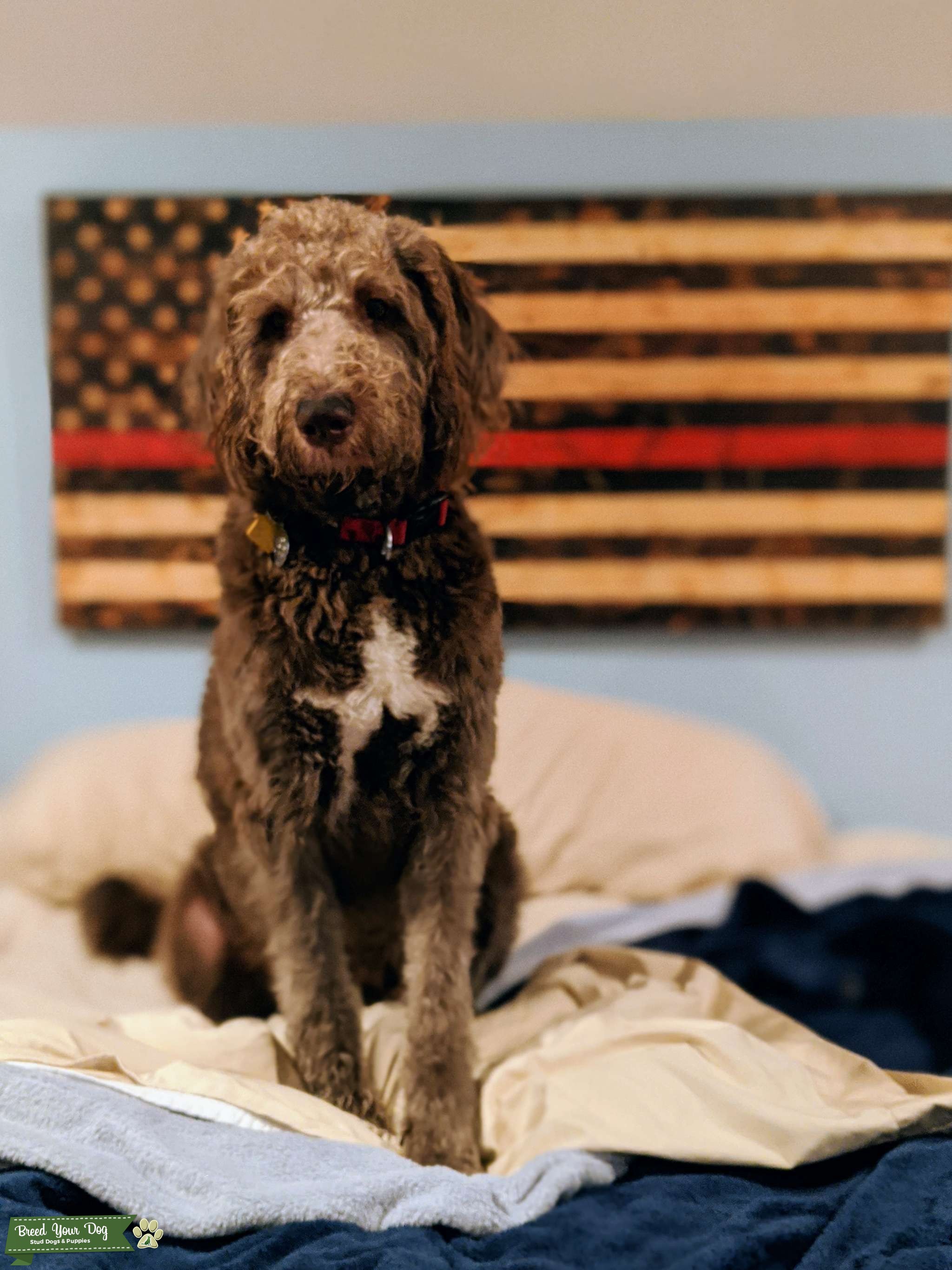 F1 Labradoodle Stud - Stud Dog in Virginia, the United States | Breed ...
