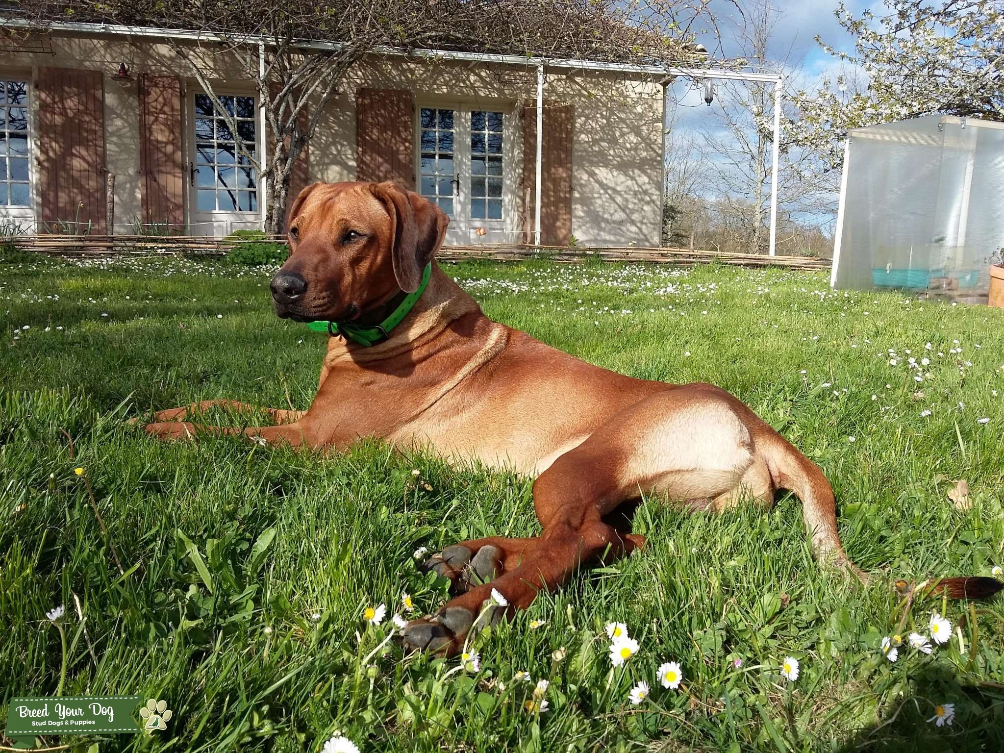 Rhodesian ridgeback stud - Stud Dog in East midlands, United States ...