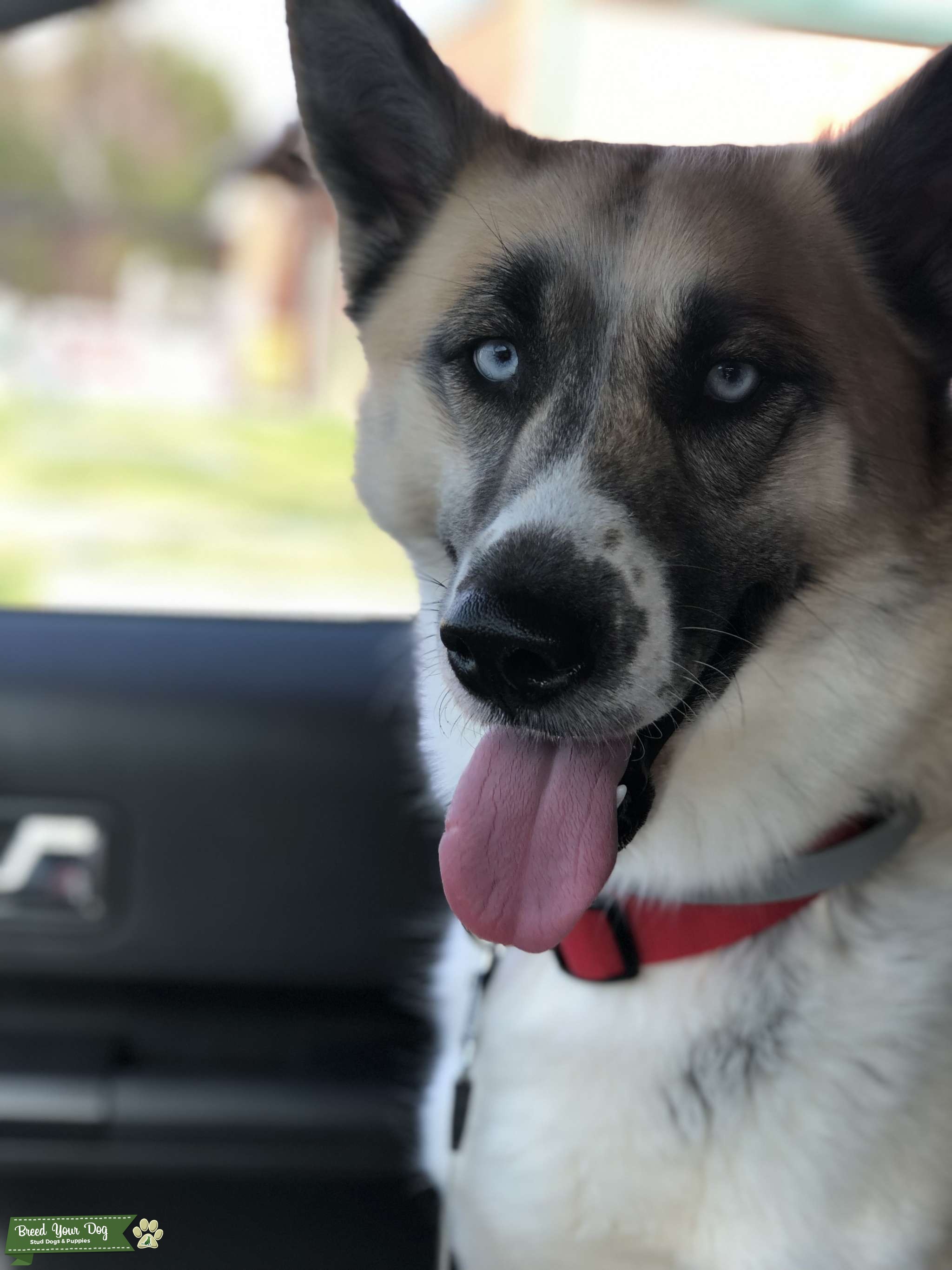 Siberian Husky Female - Stud Dog Georgia - Breed Your Dog