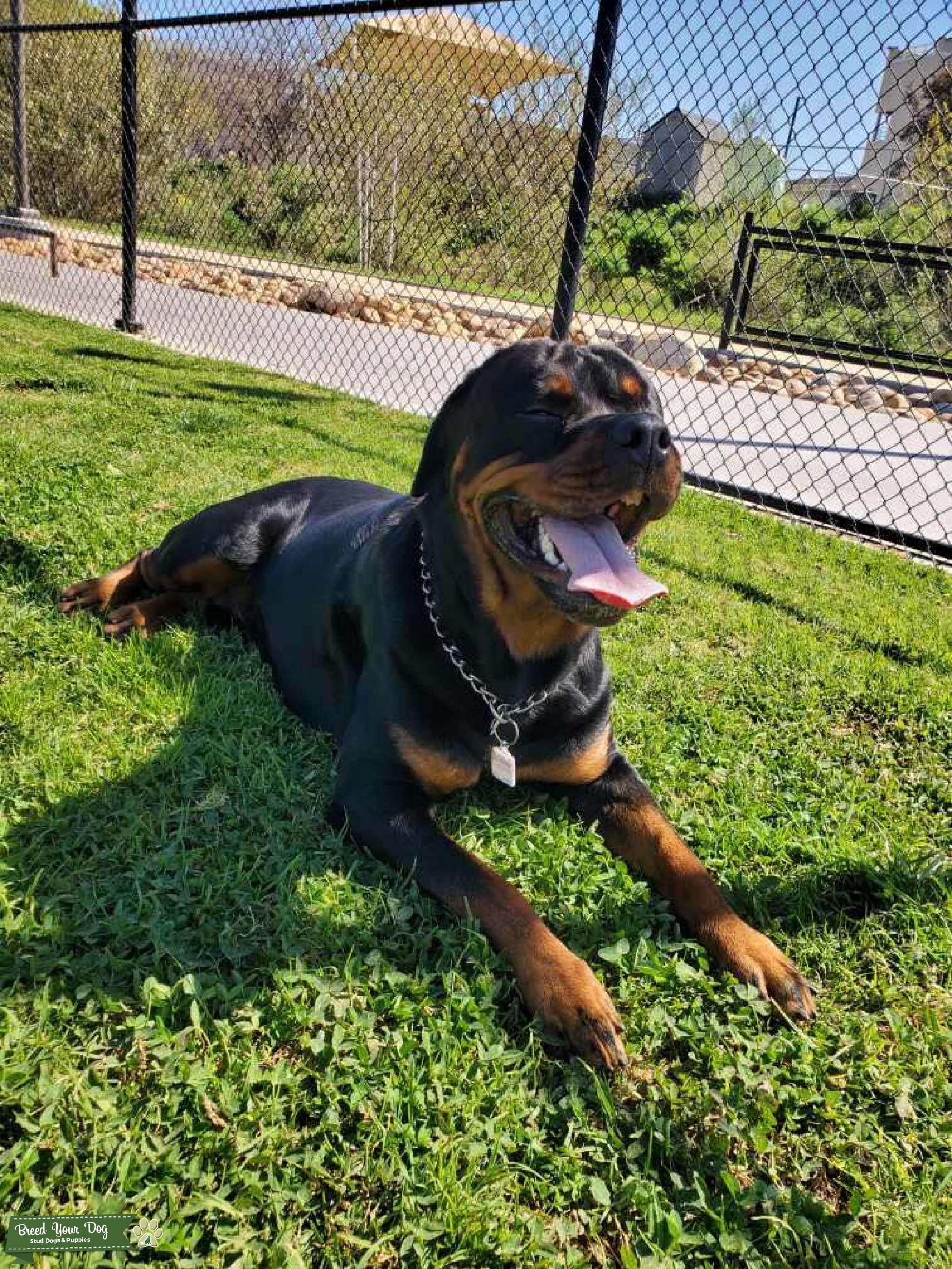 AKC German Rottweiler - Stud Dog California - Breed Your Dog