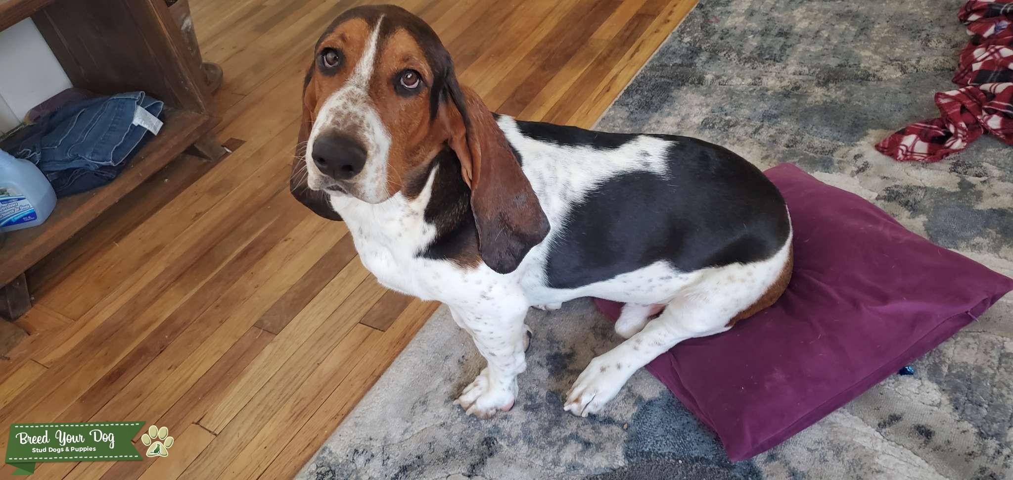 Pure bred basset hound - Stud Dog in Idaho, the United States | Breed ...