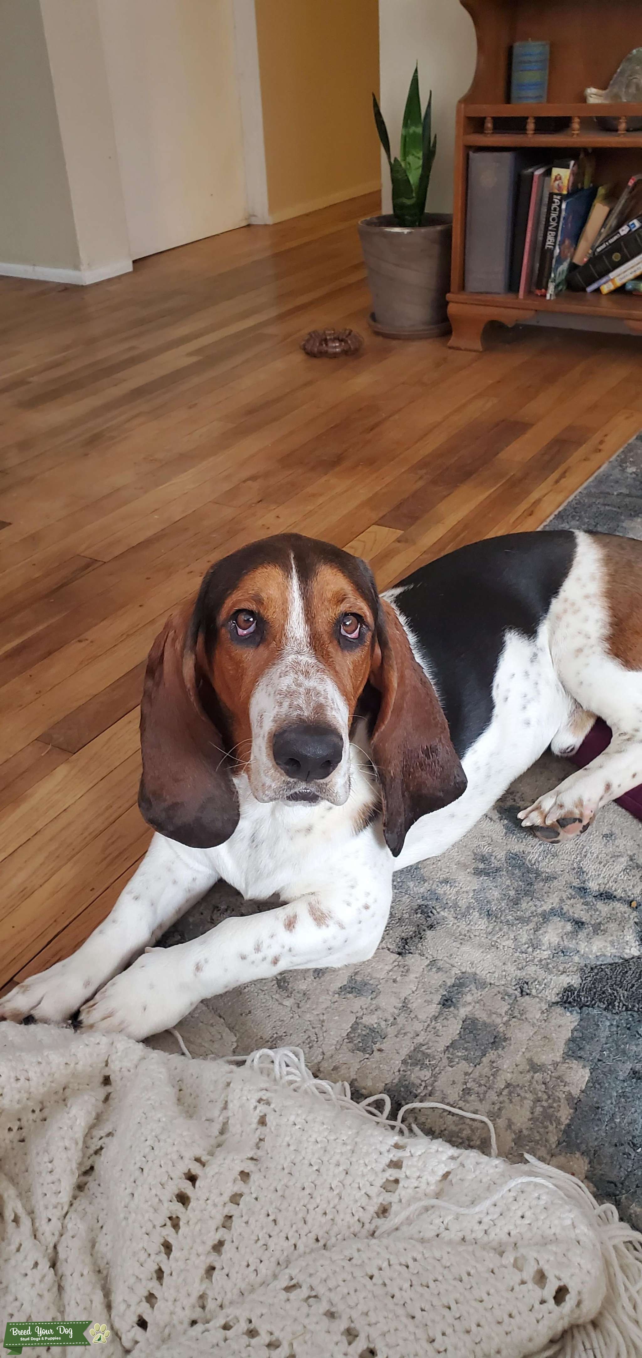 Pure bred basset hound - Stud Dog in Idaho, the United States | Breed ...