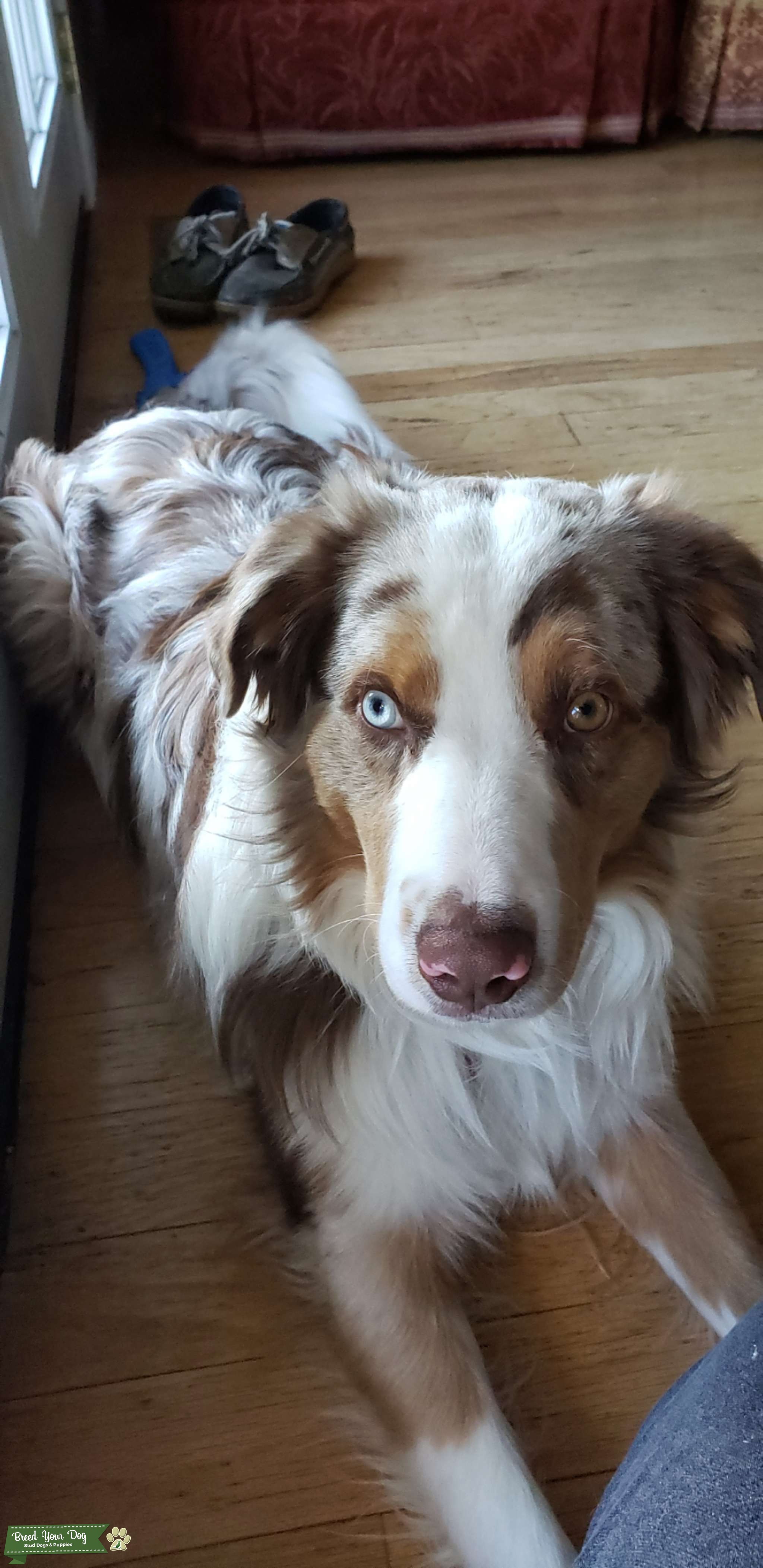 Perfect aussie male pure bred no papers - Stud Dog in CO, United States ...