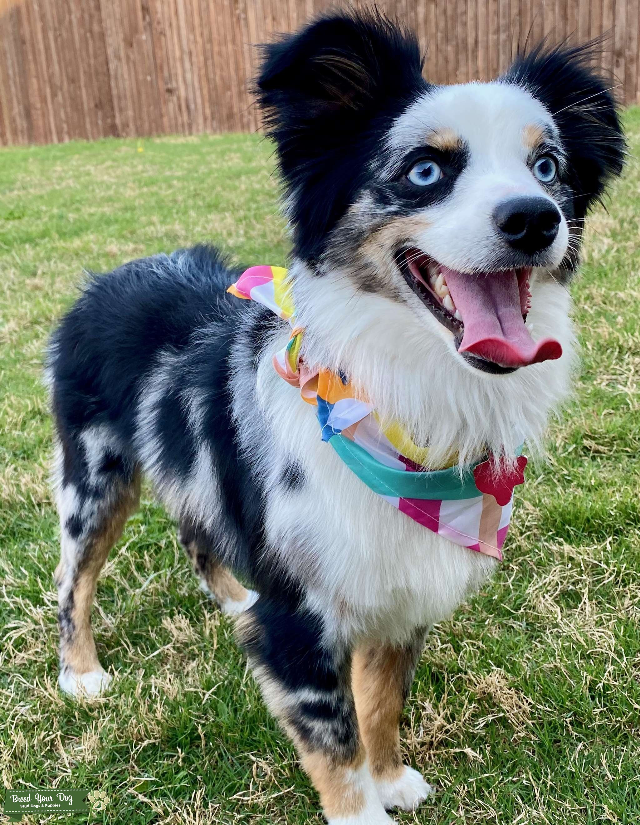 Registered Blue Merle Toy Australian Sheppard - Stud Dog in Southwest ...