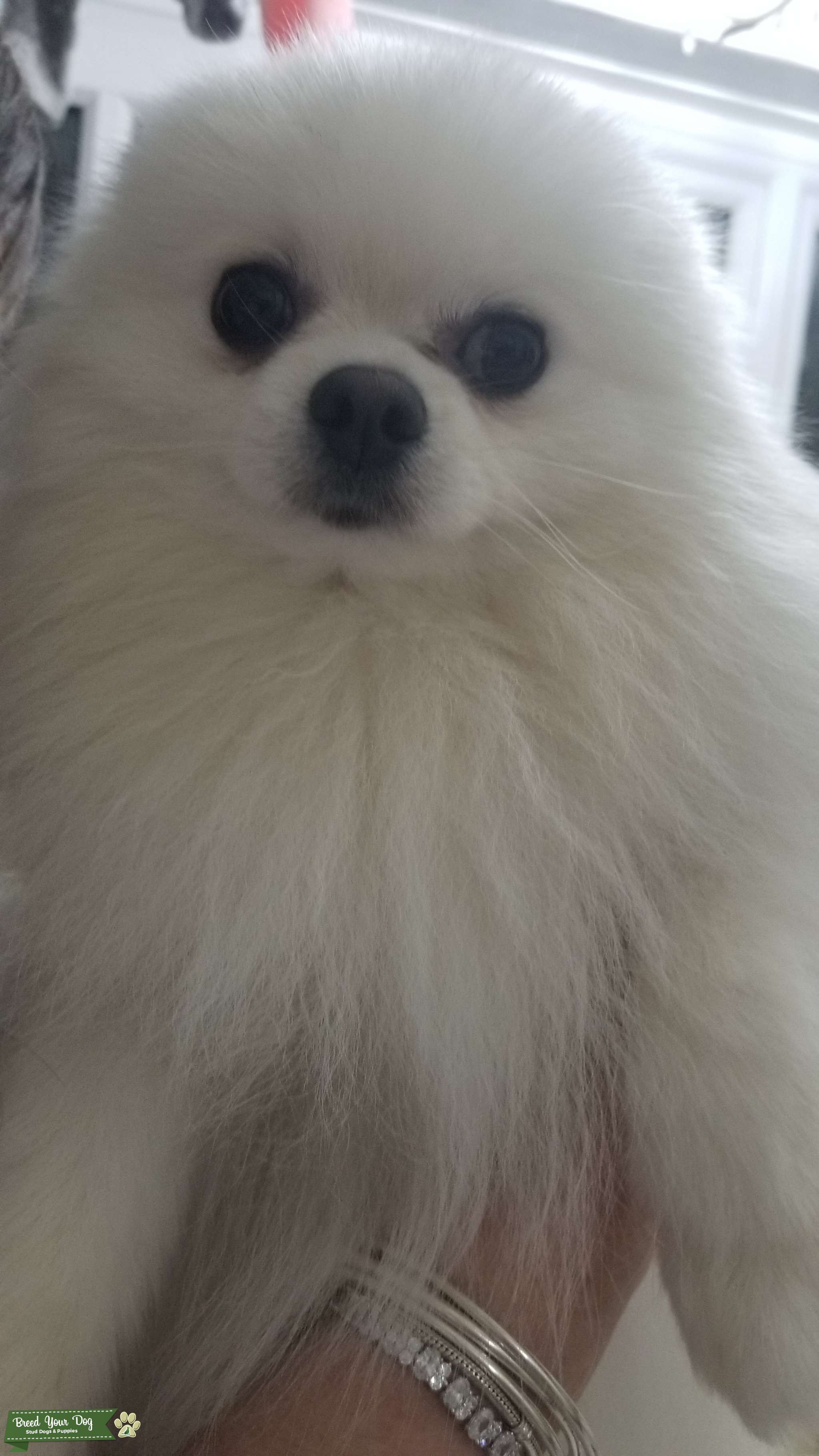 White Pomeranian Stud - Champion Bloodlines 7 generations - Stud Dog ...