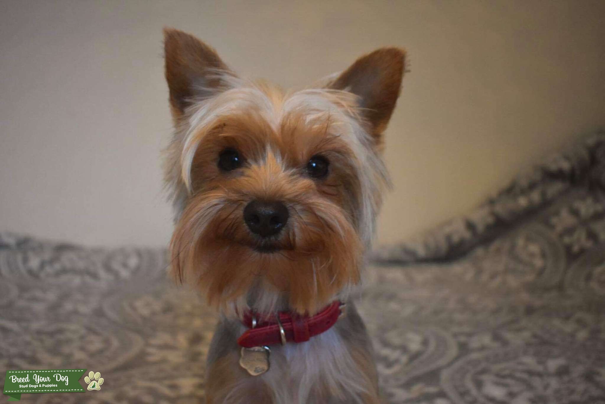 Miniature Yorkshire Terrier - Stud Dog in West Midlands , United States ...