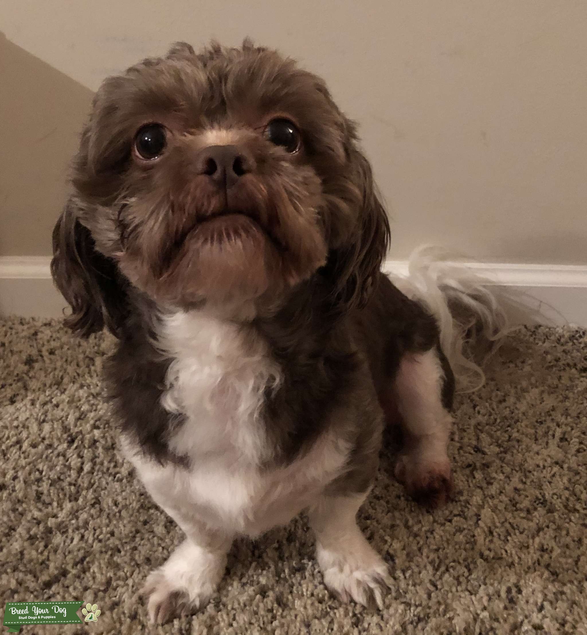 Male Shih-Tzu - Stud Dog in Ohio, United States | Breed Your Dog