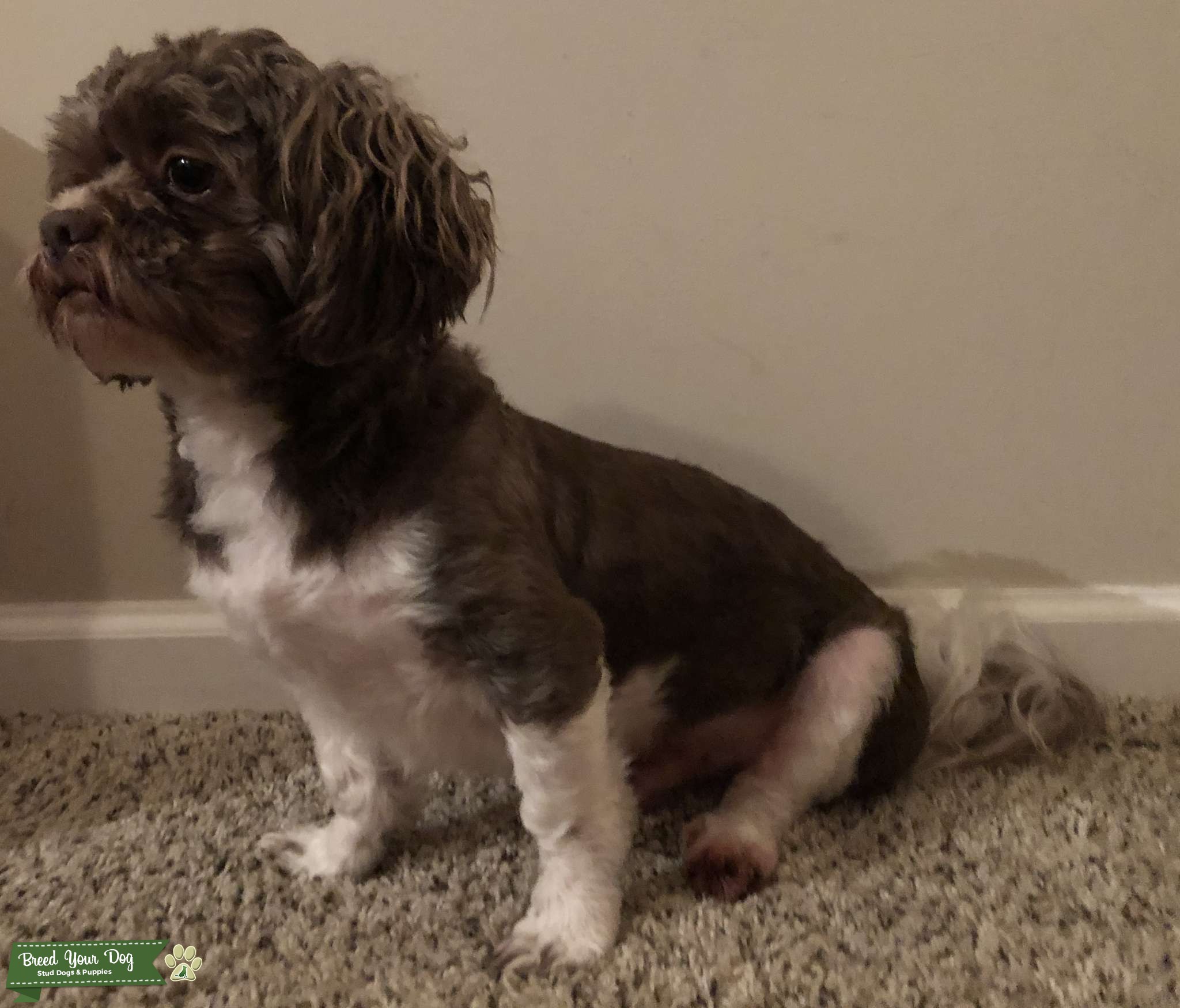 Male Shih-Tzu - Stud Dog in Ohio, United States | Breed Your Dog