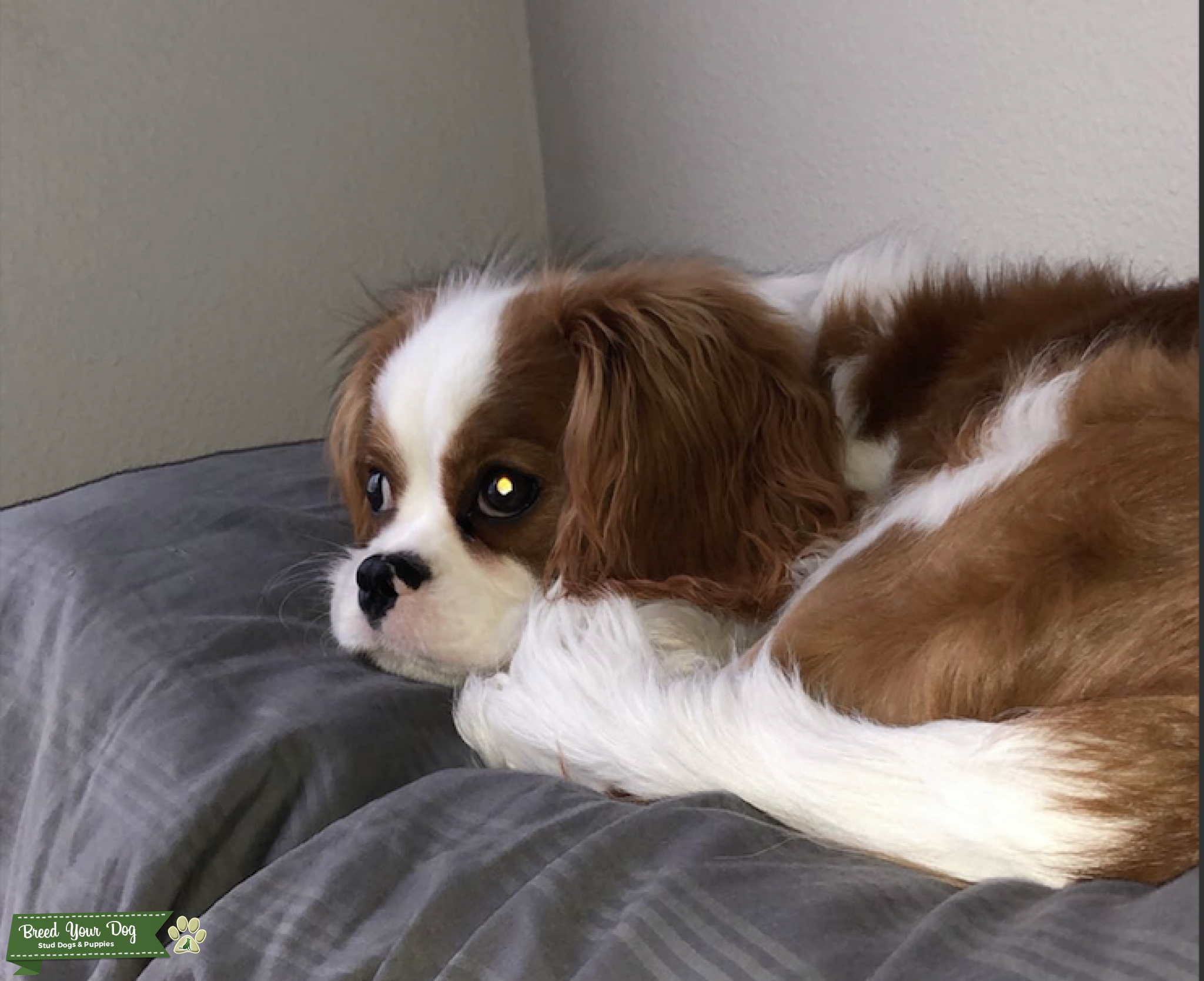 Blenheim Cavalier King Charles Spaniel - Stud Dog WA - Breed Your Dog