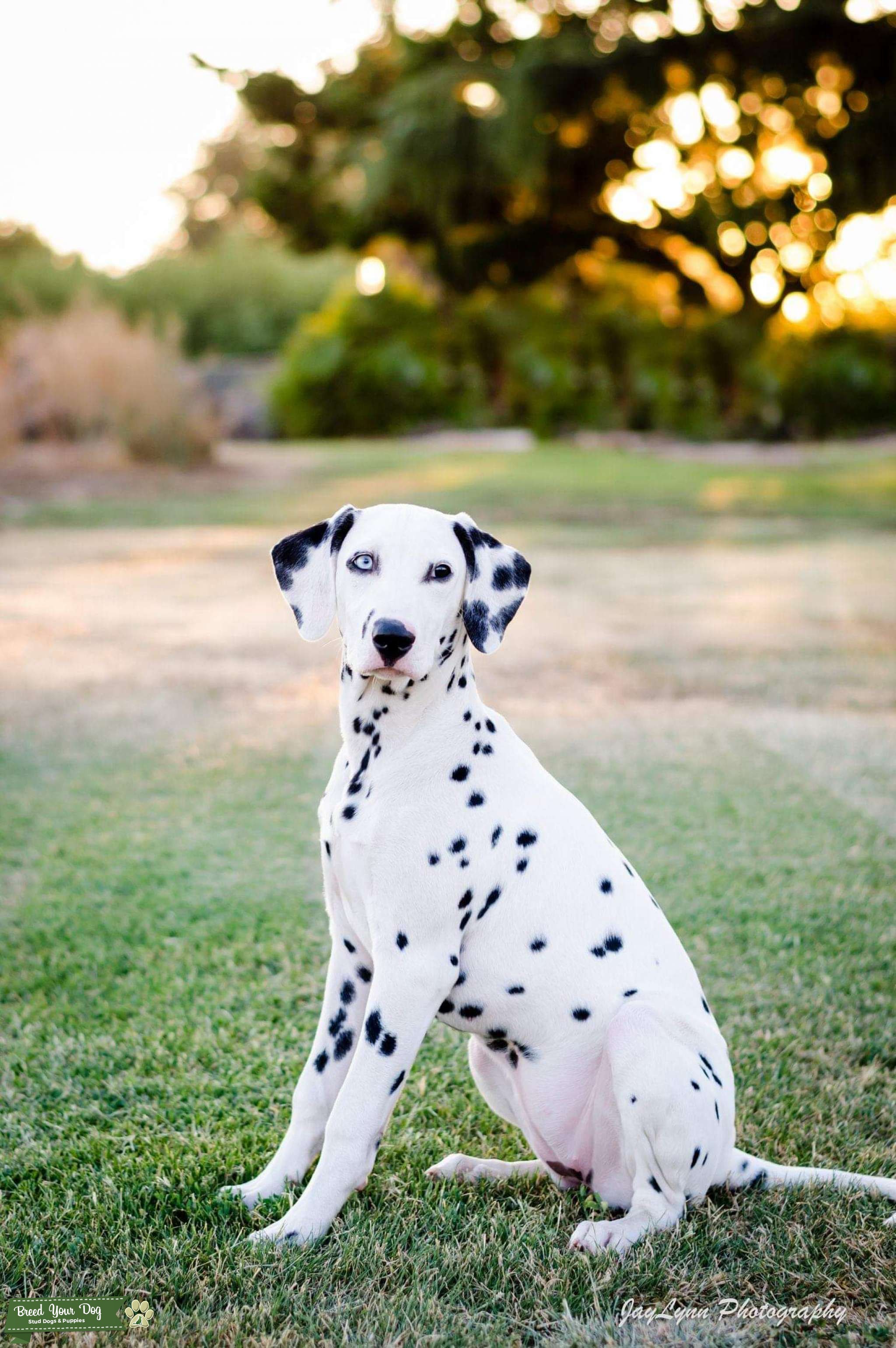 Female looking for stud - Stud Dog in CA, the United States | Breed ...