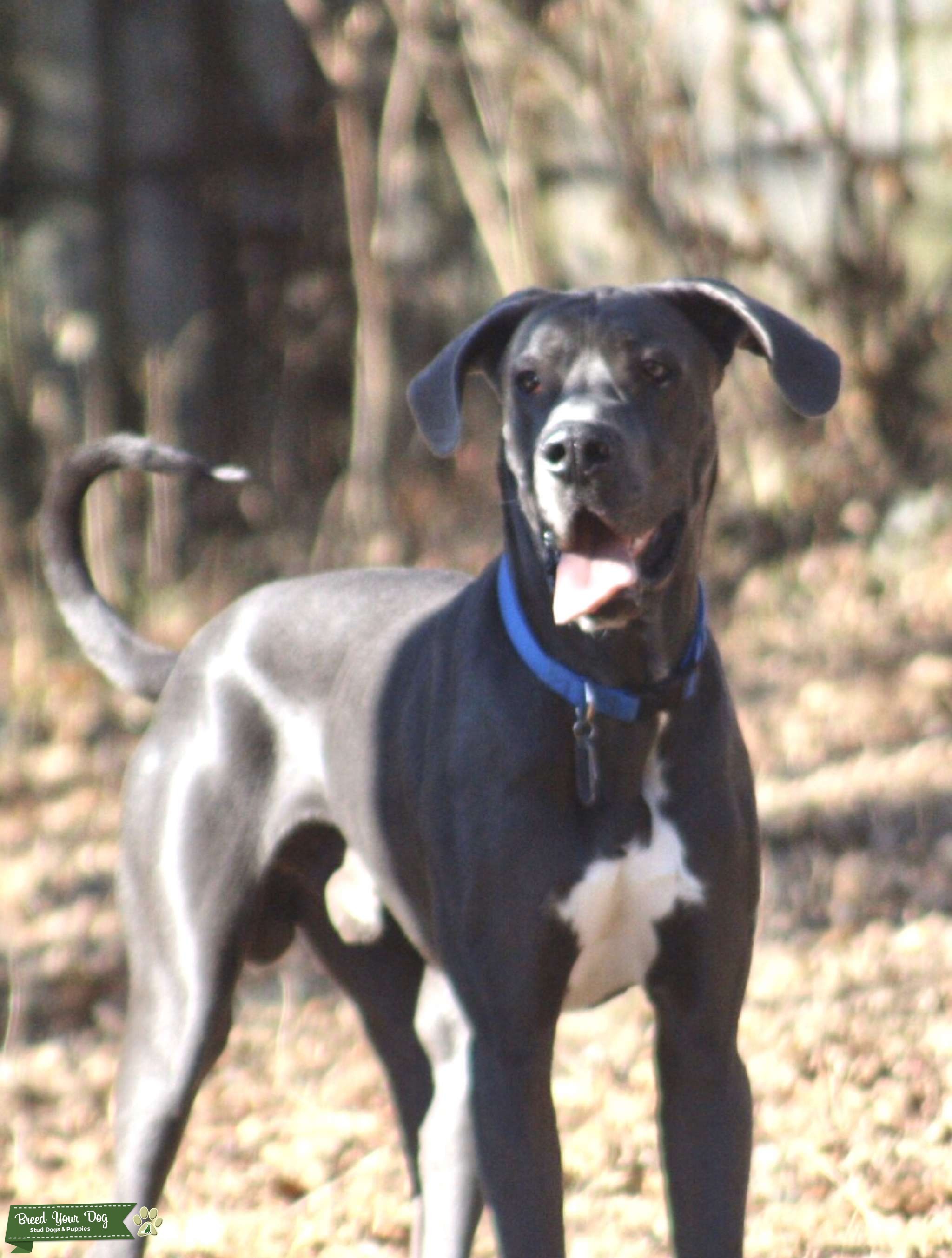 Blue Great Dane stud - Stud Dog in Kentucky , the United States | Breed ...