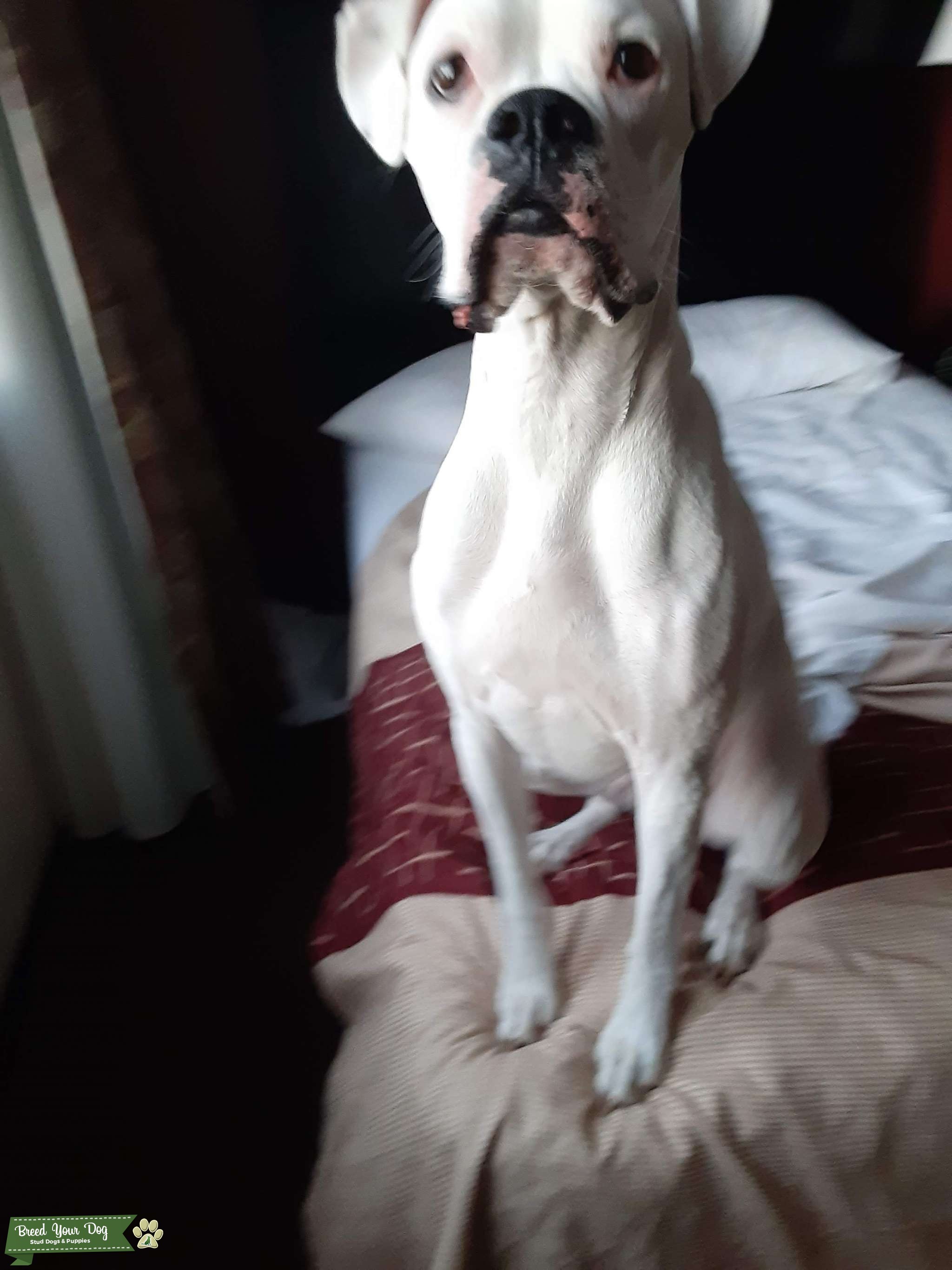 Akc boxer stud - Stud Dog in Florida, the United States | Breed Your Dog