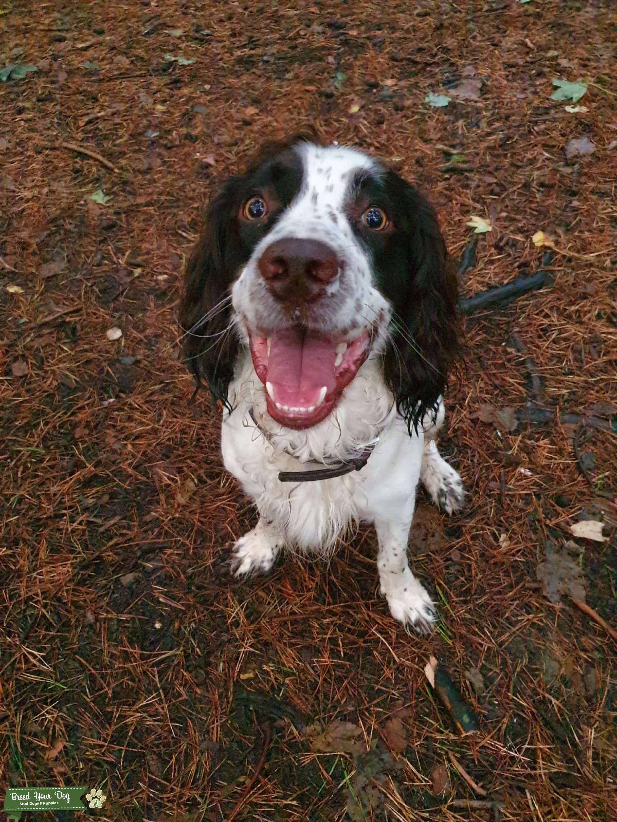 Liver white English Springer Spaniel - Stud Dog England - Breed Your Dog