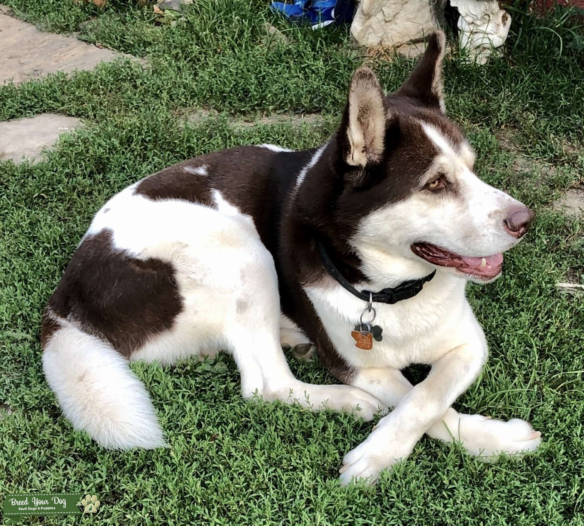 Handsome Boy - Stud Dog in Ontario, the United States | Breed Your Dog