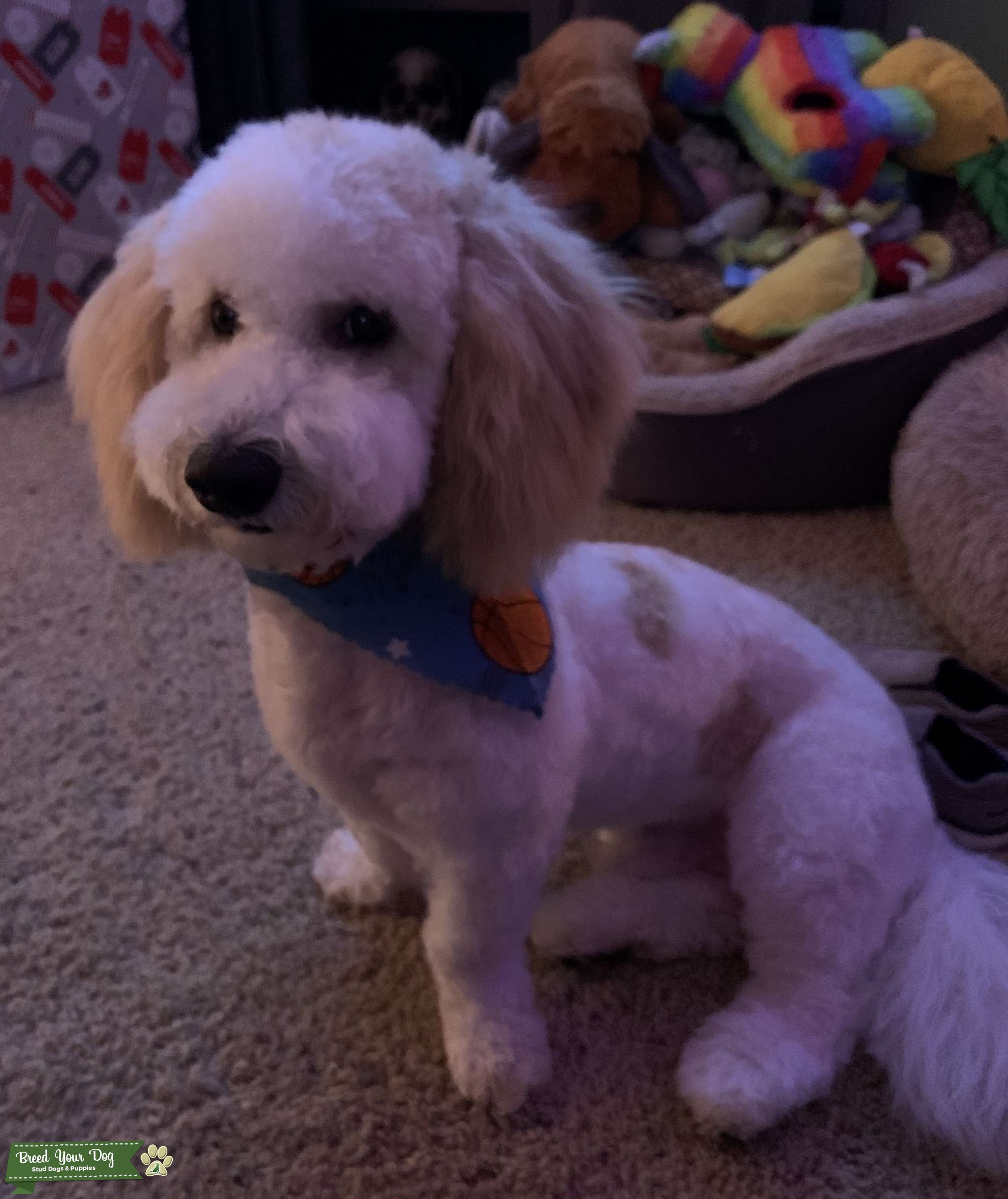 F2B Multigen English Cream Teddybear Petite Goldendoodle - Stud Dog in ...
