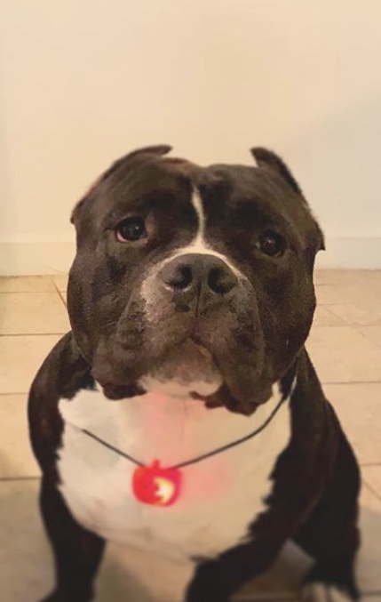 American bully. (MIAGI’S & DAX BLOODLINE) - Stud Dog in Miami-Dade ...