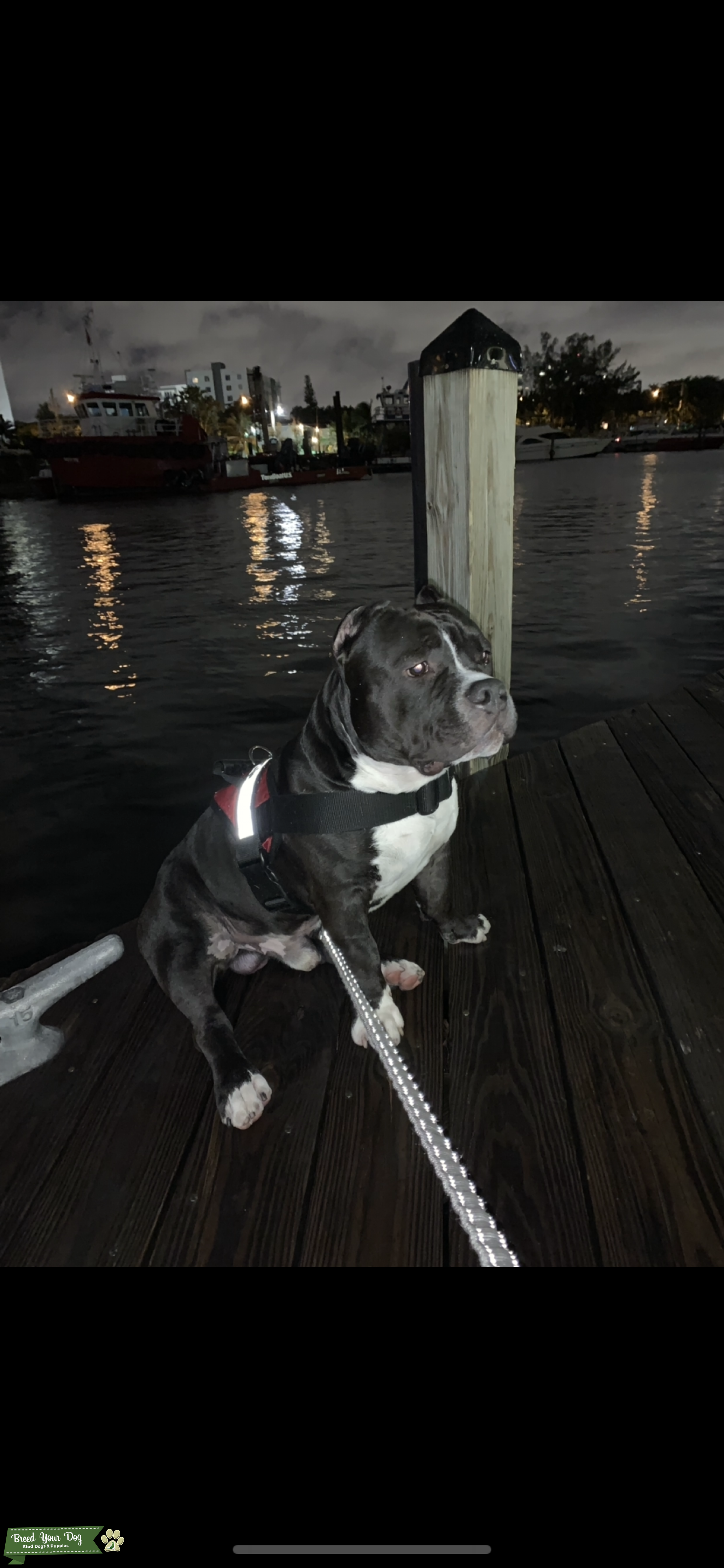 American bully. (MIAGI’S & DAX BLOODLINE) - Stud Dog in Miami-Dade ...