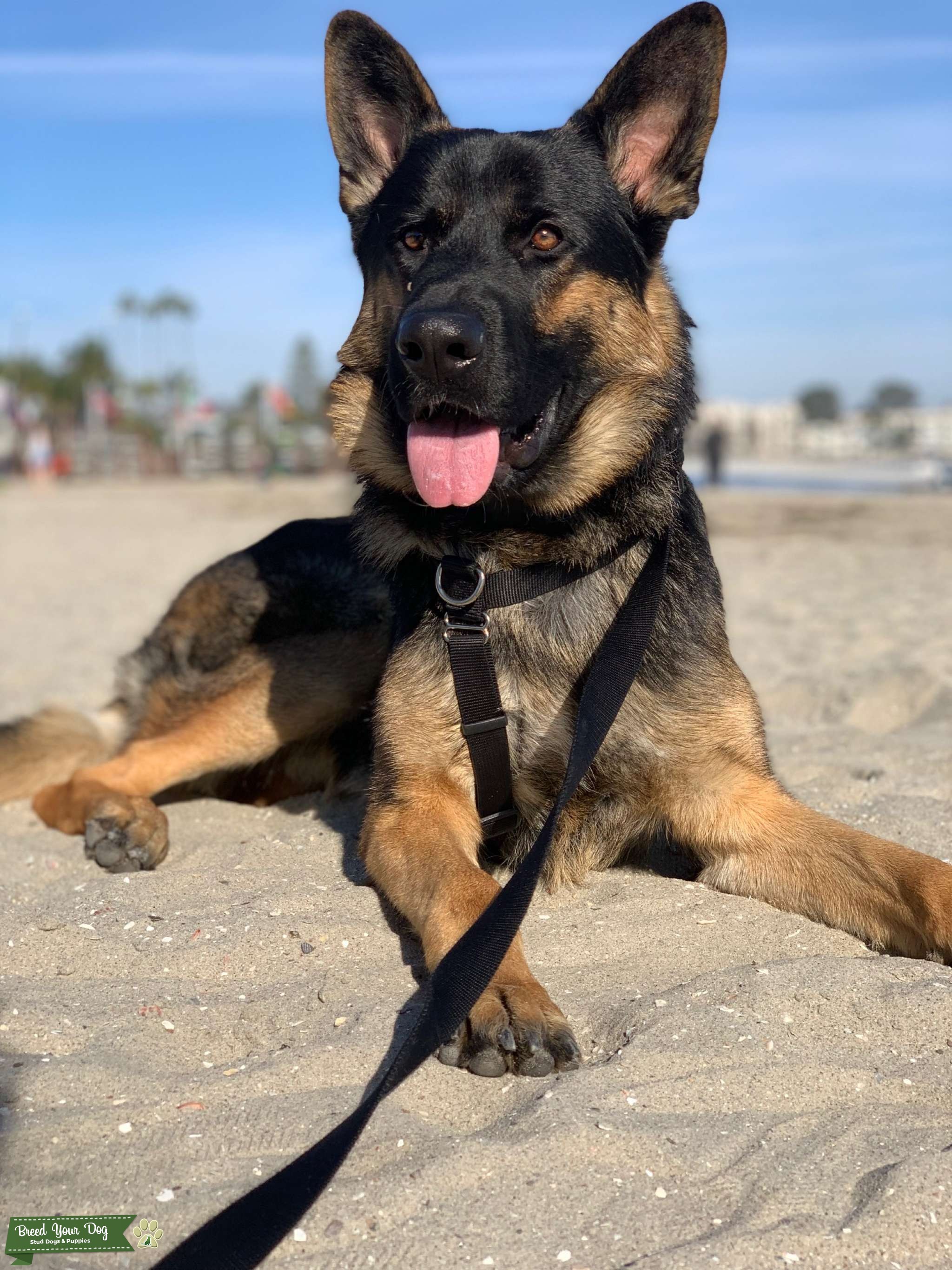Male German Shepherd with Papers - Stud Dog in San Diego, California ...