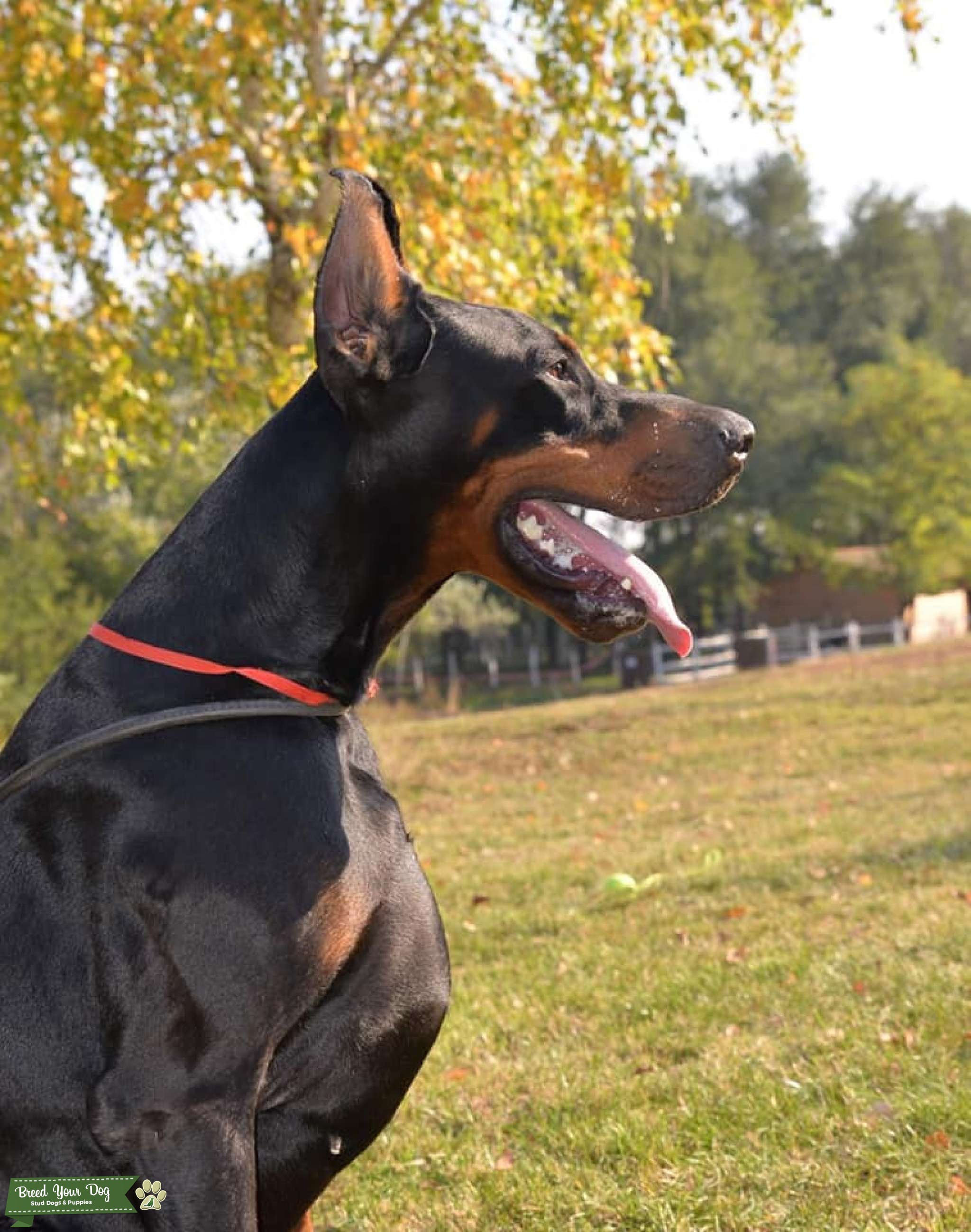 European Doberman for Stud - Stud Dog in Vojvodina, United States ...