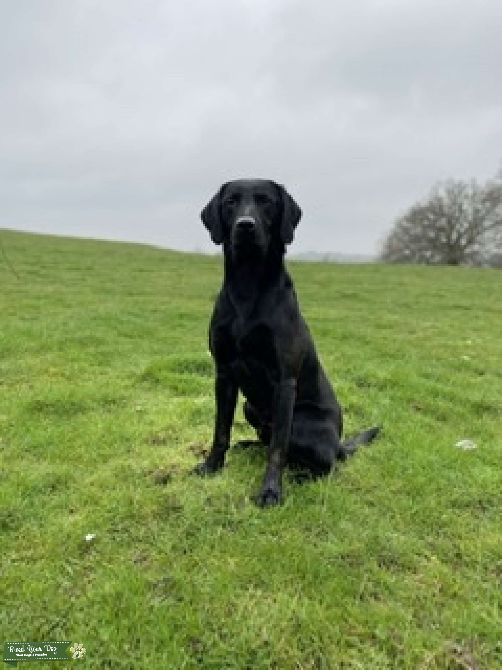 Kc working Labrador stud - Stud Dog Norwich - Breed Your Dog