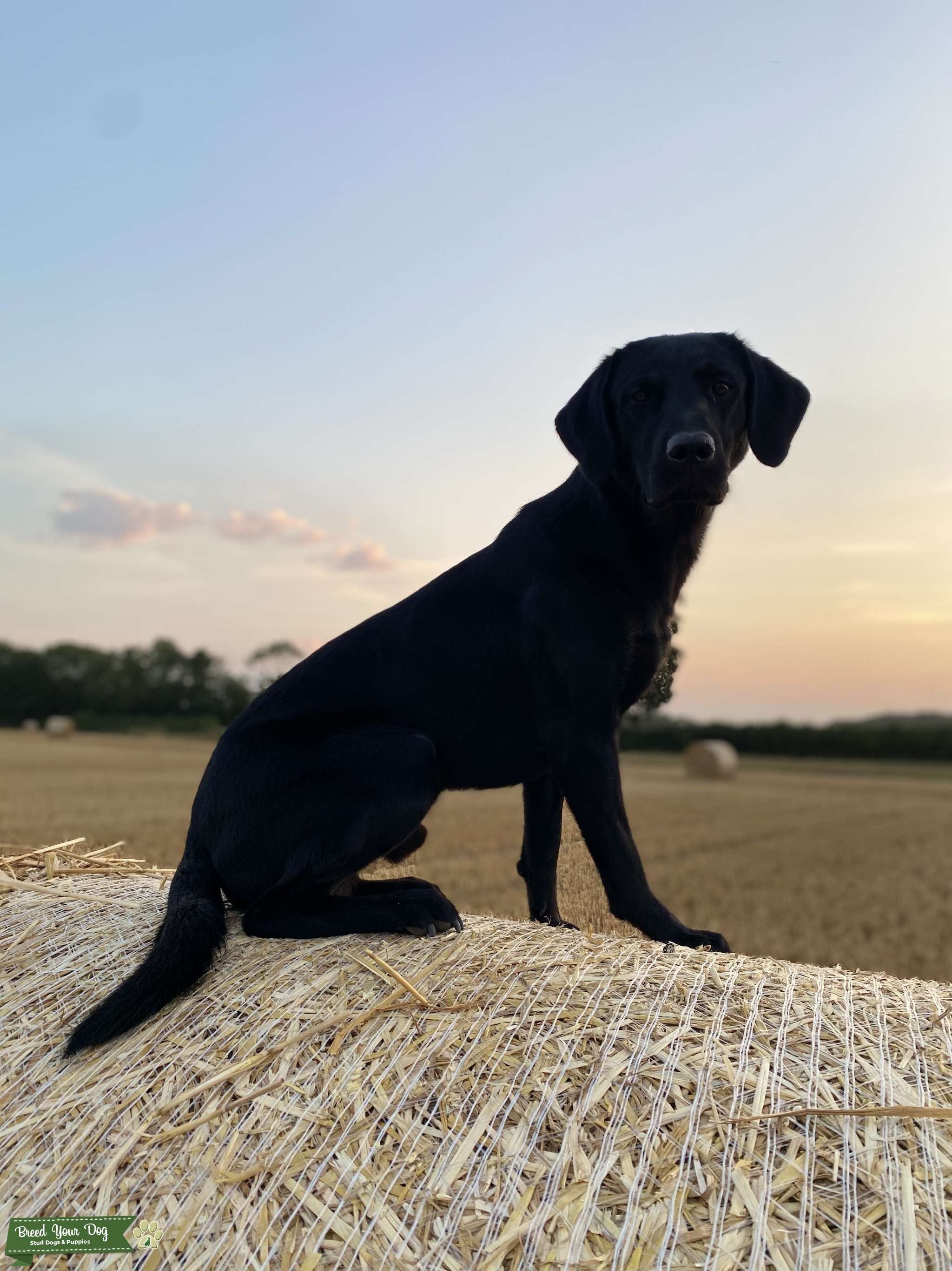 Kc working Labrador stud - Stud Dog Norwich - Breed Your Dog