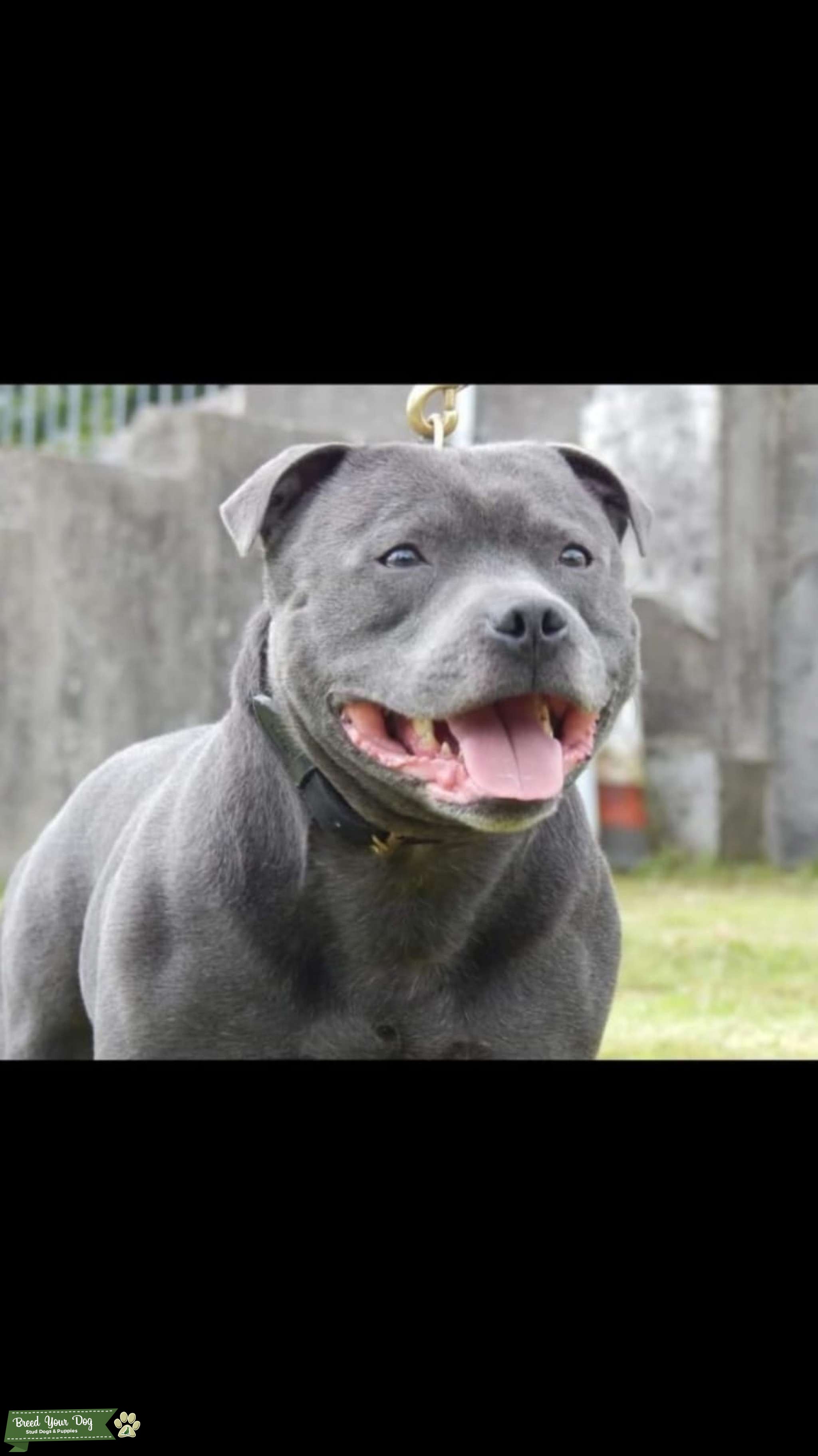 Blue staff for stud belfast - Stud Dog in Ireland Belfast , United ...