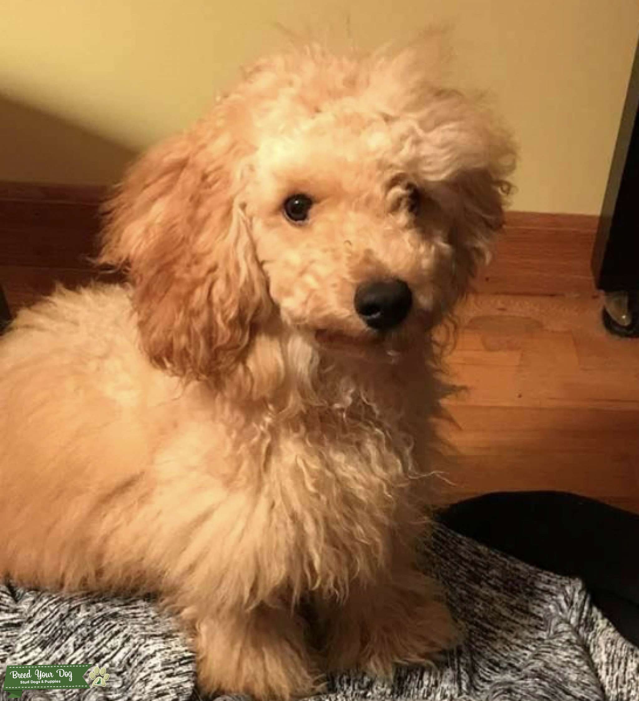 Taking Inquiries On Miniature Poodle Stud! - Stud Dog in Michigan ...