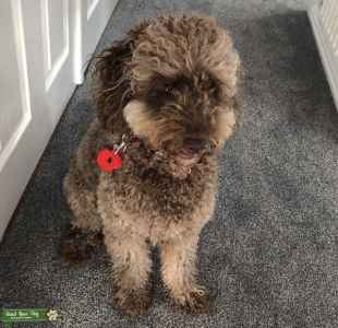 Chocolate cockapoo F1B - Stud Dog in Tamworth, the United States ...