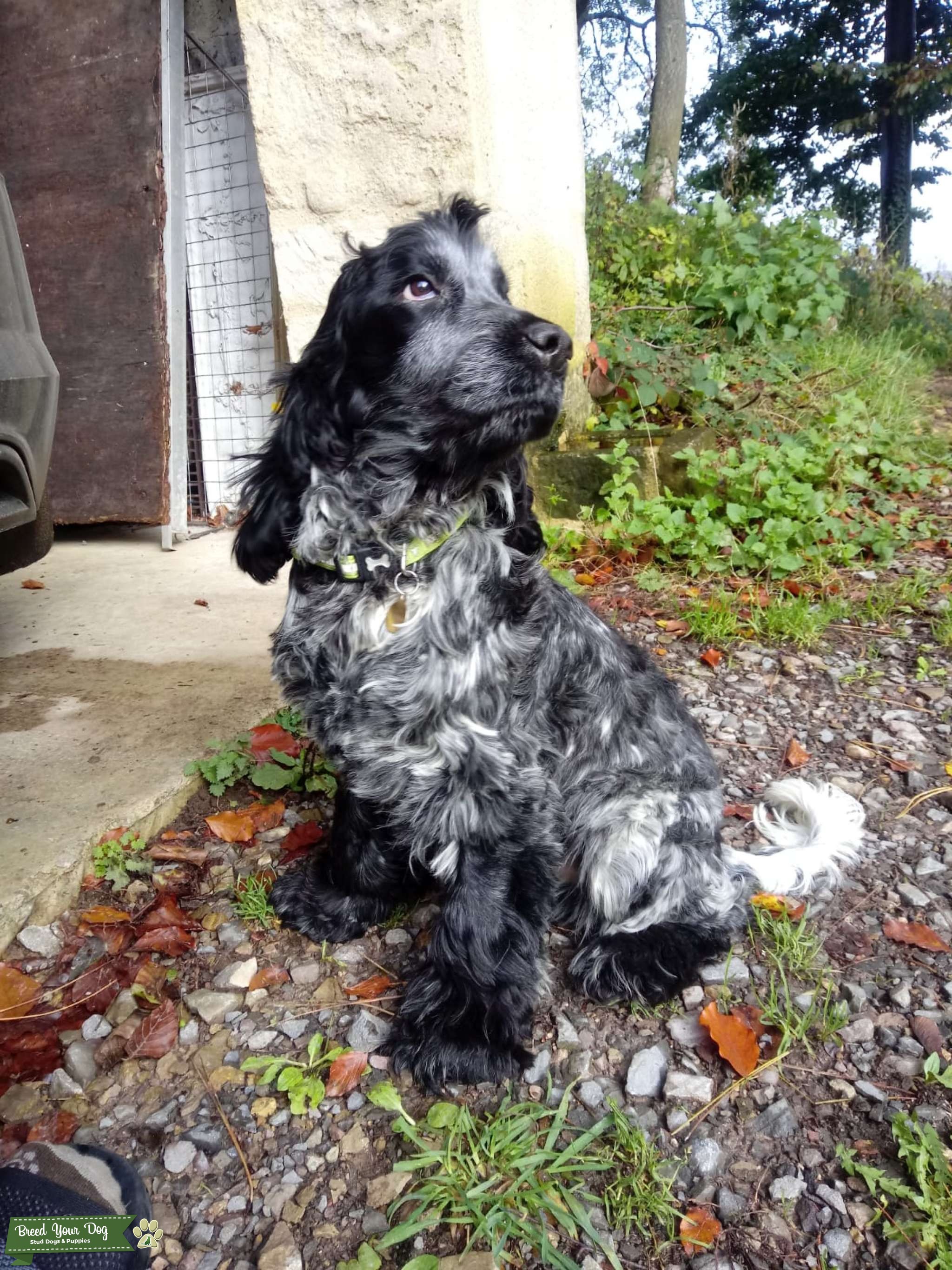 Show Cocker Spaniel - Stud Dog in Midlands, the United States | Breed ...