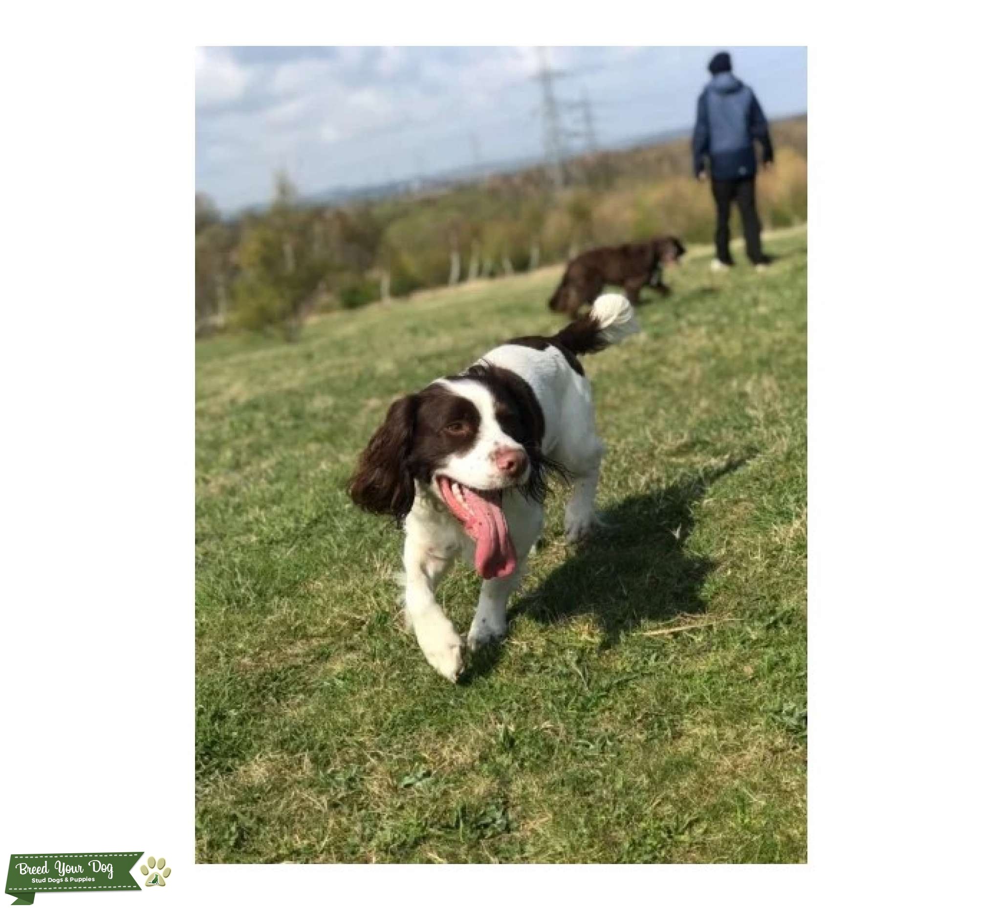 liver and white English Springer Spaniel for stud - Stud Dog in ...