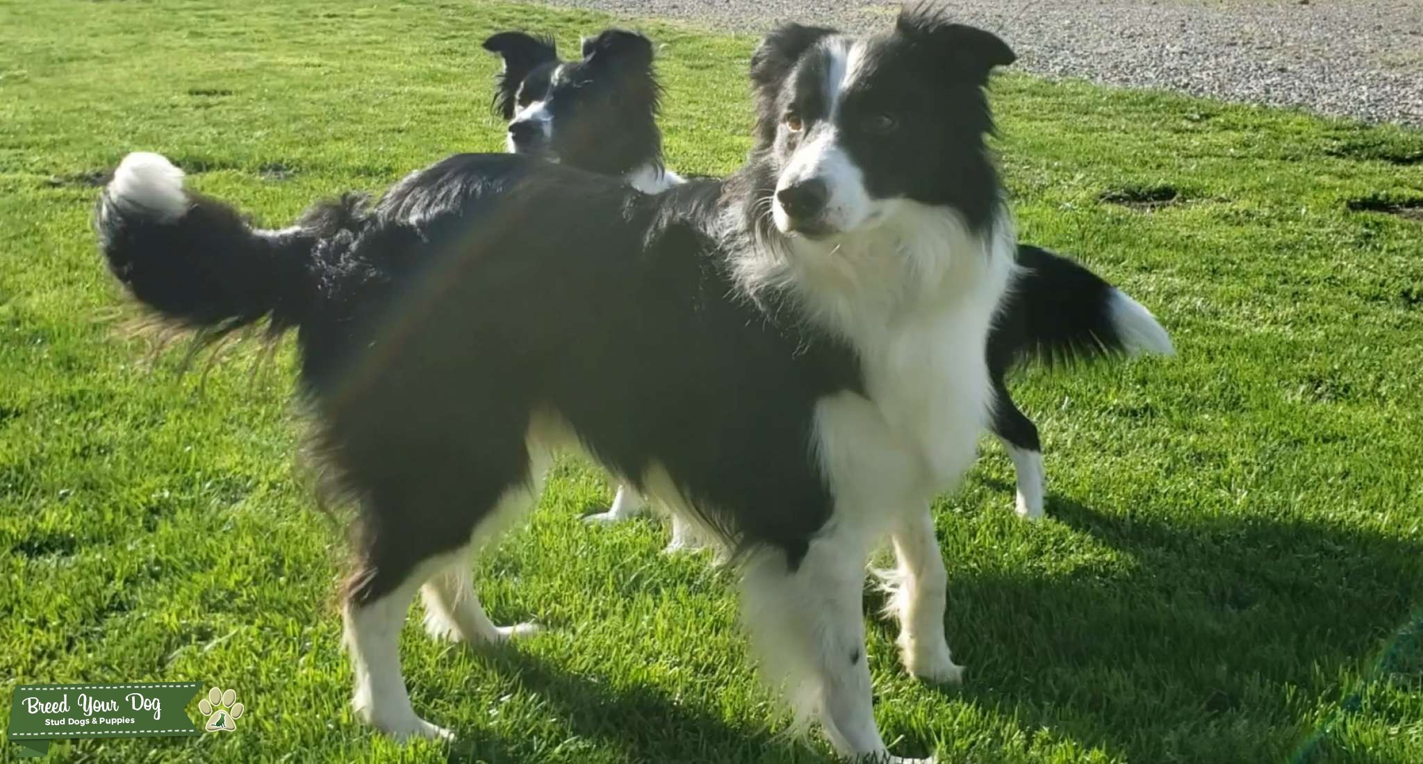 Can A Abca Registered Border Collie Be Registered With Akc
