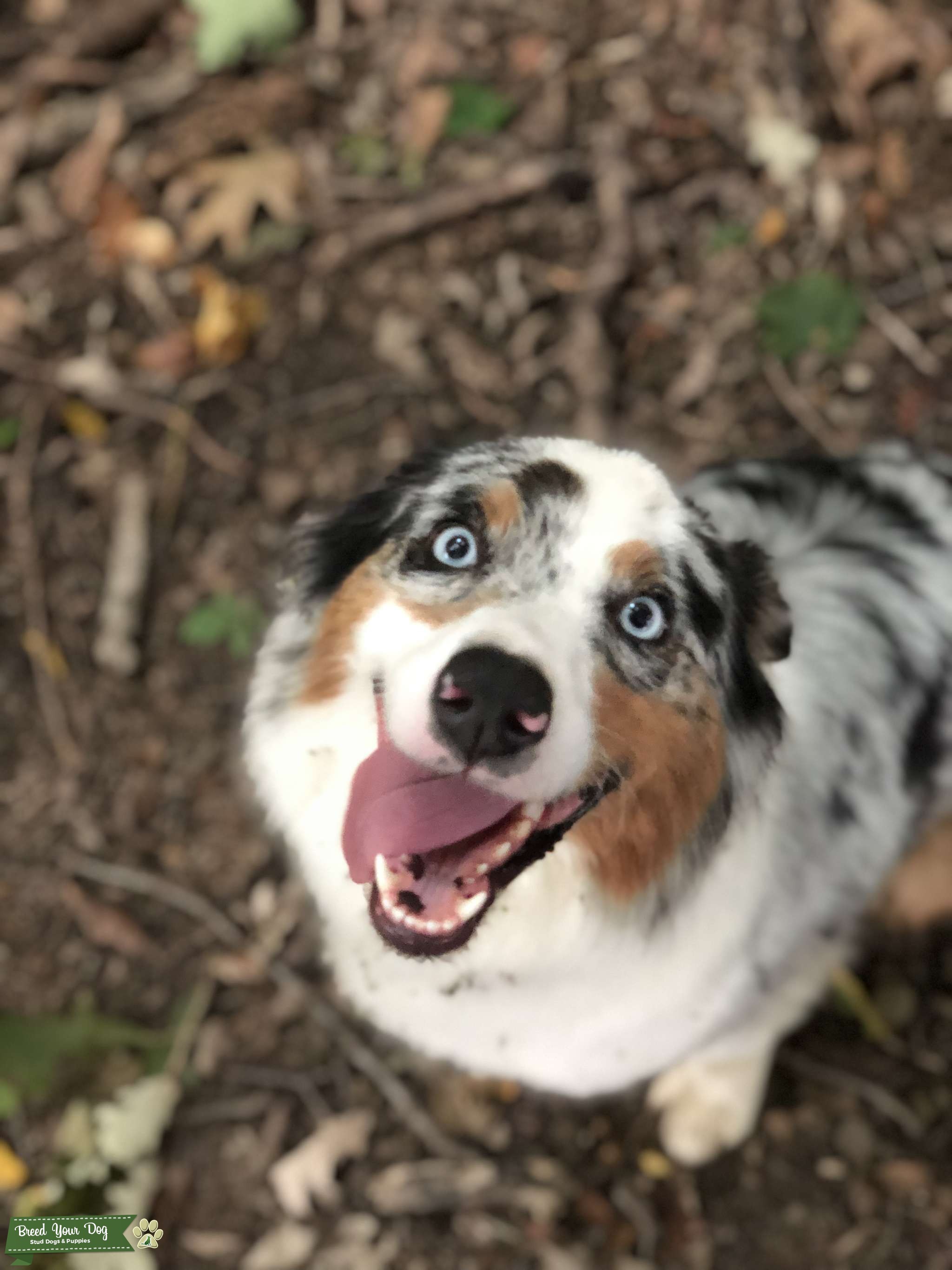 Pure Bred Australian Shepherd - Stud Dog Midwest - Breed Your Dog