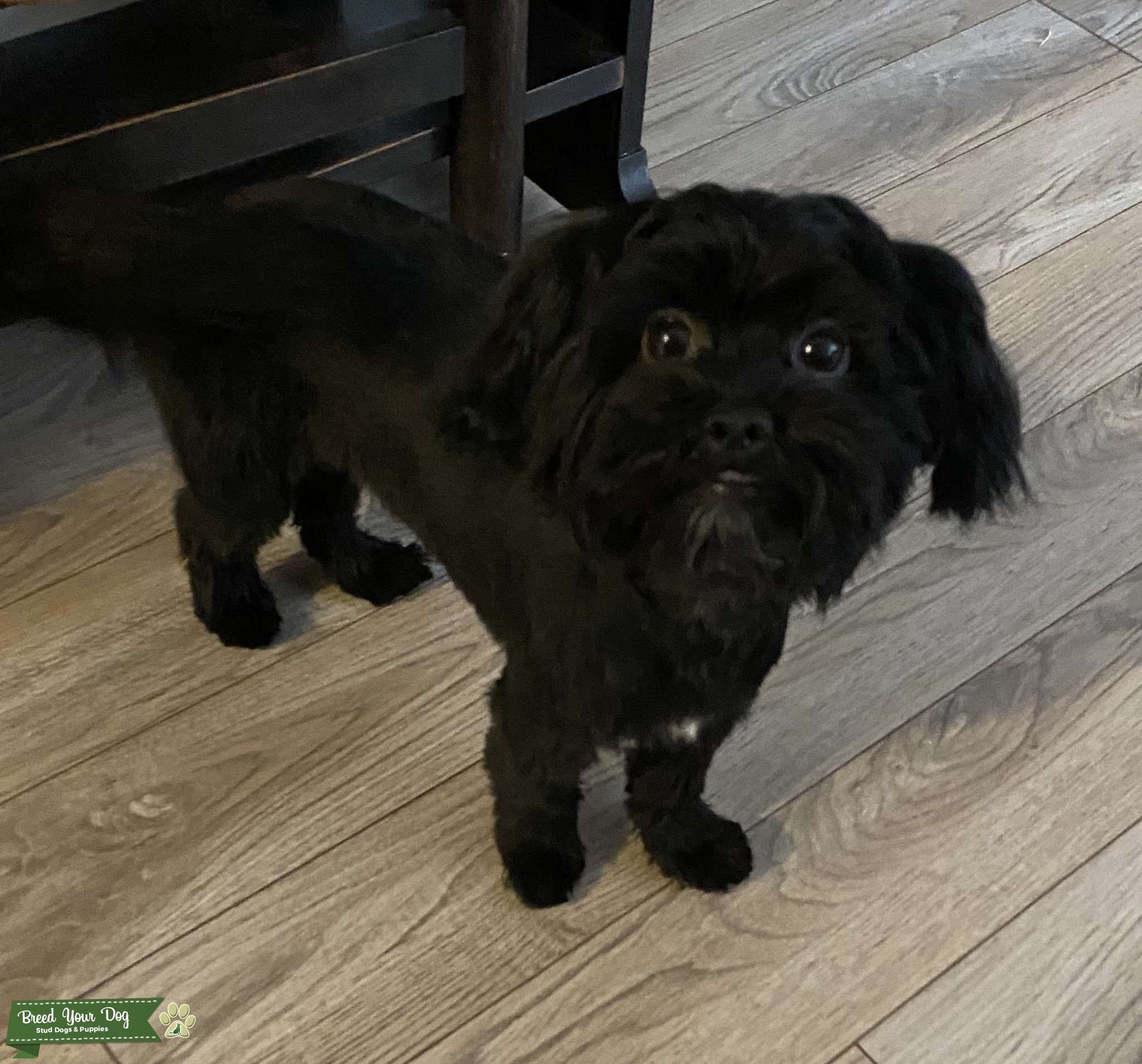 Havashu - Stud Dog in Oregon , the United States | Breed Your Dog