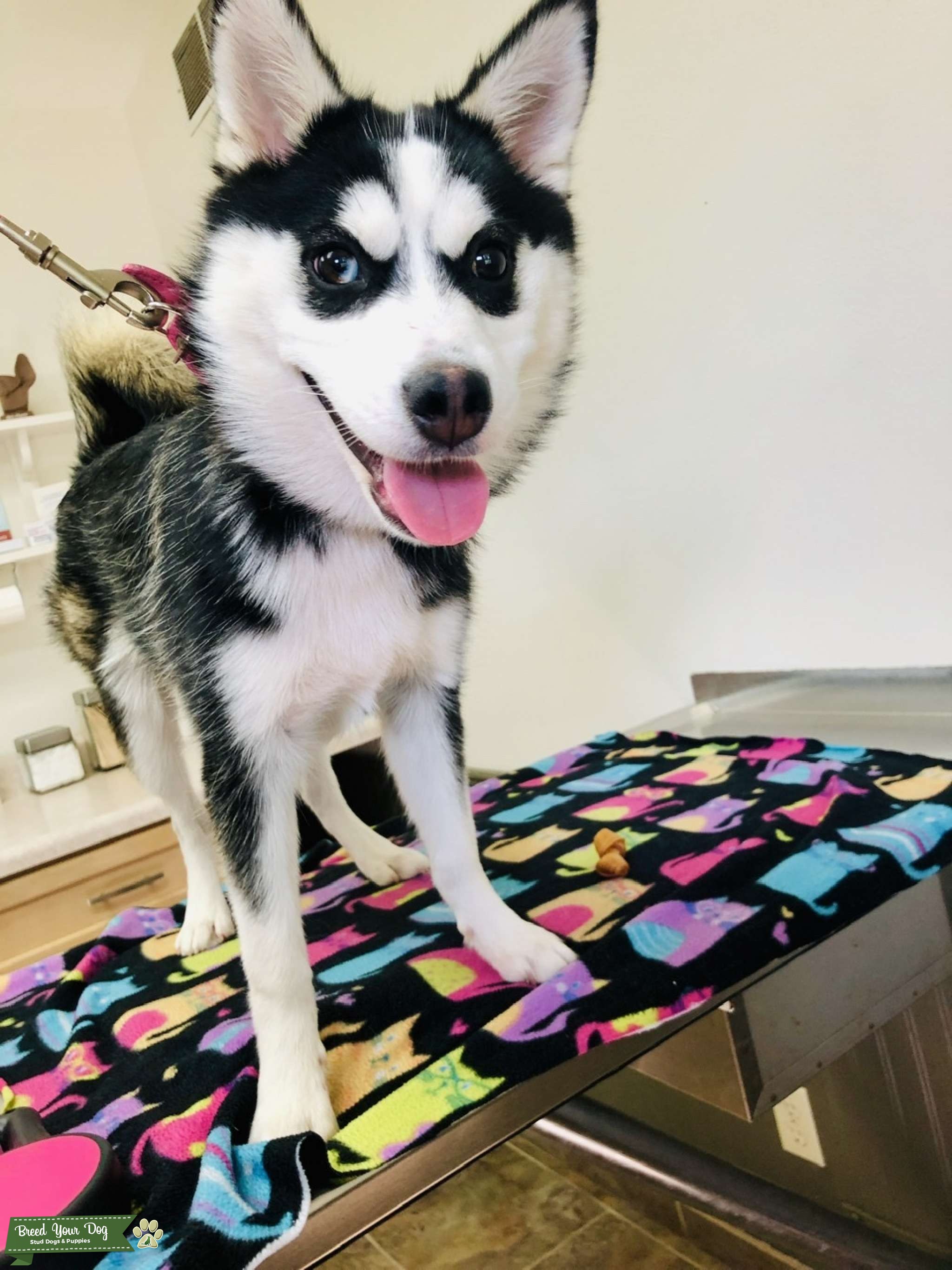 Female Pomsky - Stud Dog in Iowa, the United States | Breed Your Dog