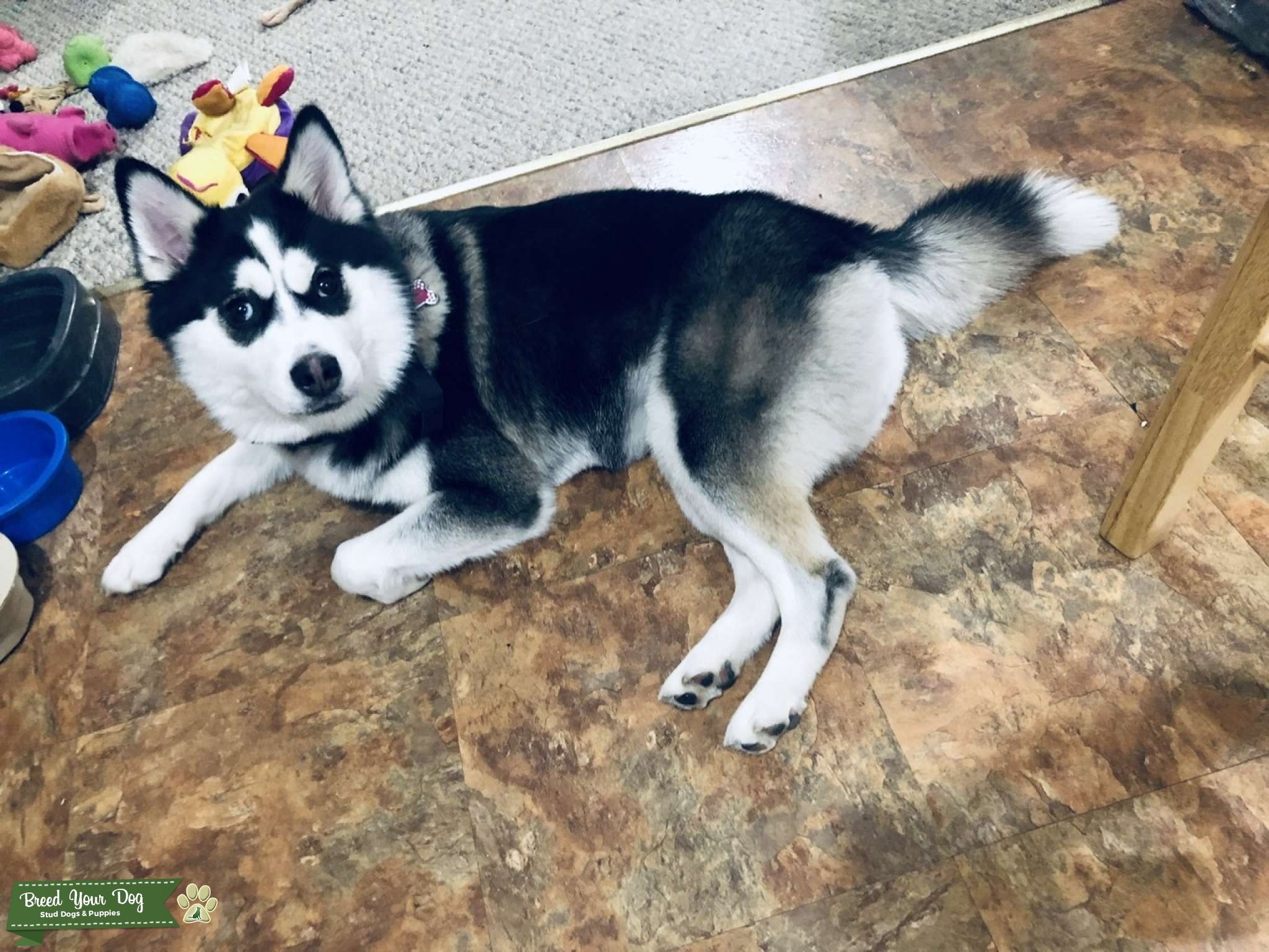 Female Pomsky - Stud Dog in Iowa, the United States | Breed Your Dog