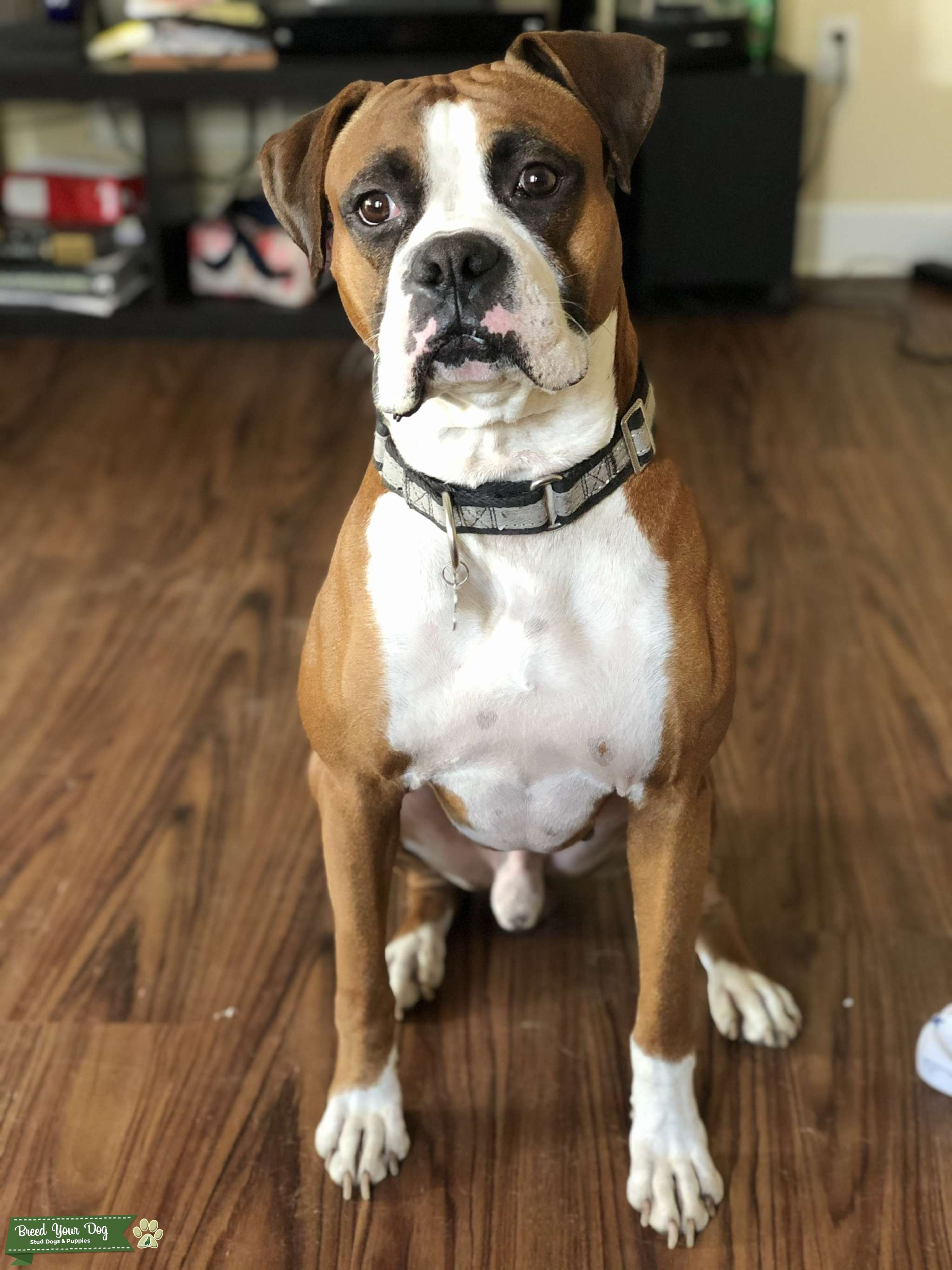 Handsome Strong Boy - Stud Dog in Florida , the United States | Breed ...