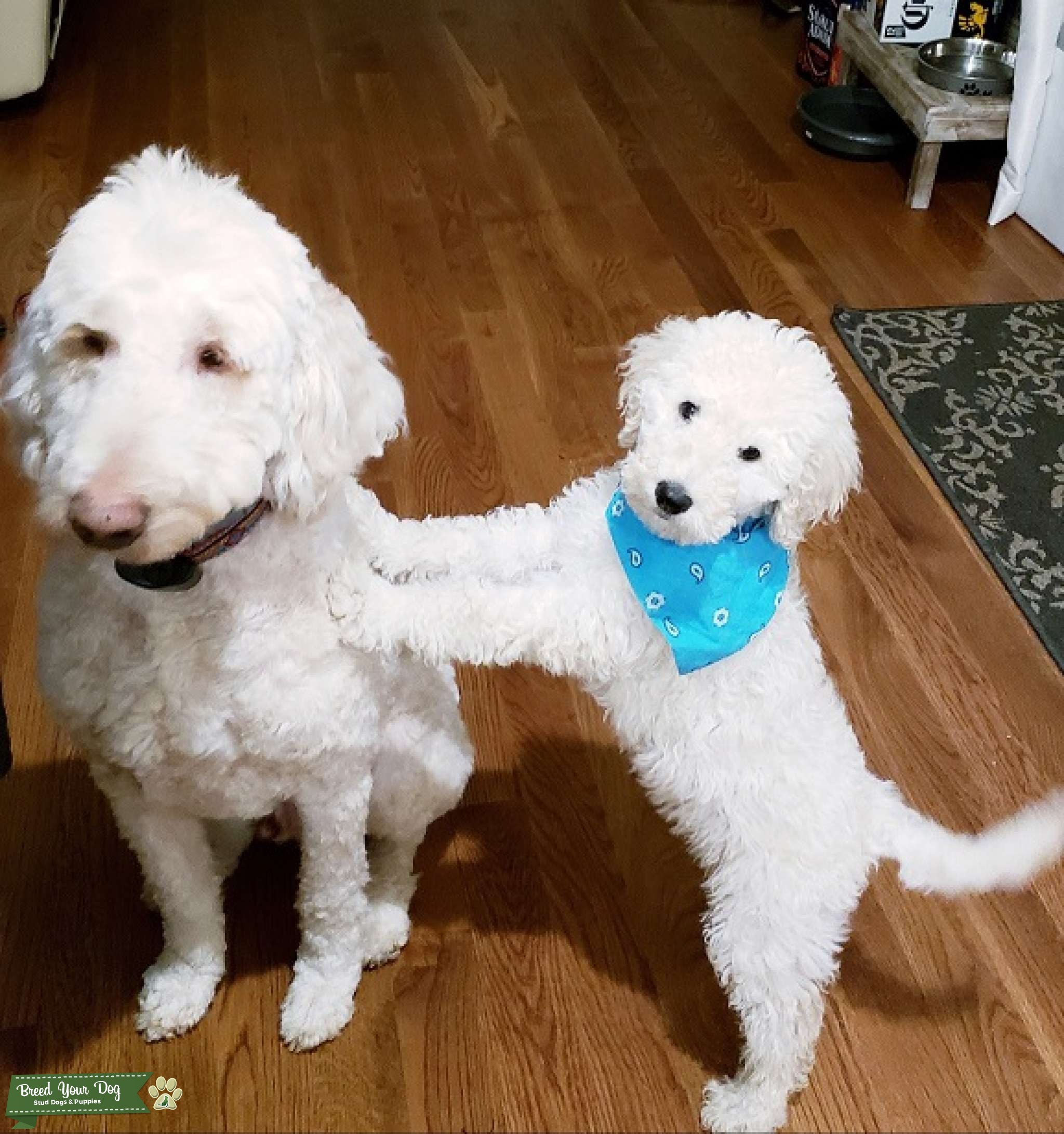 BRIGHT WHITE LABRADOODLE-1 IN A MILLION-91%POODLE-11%LAB- - Stud Dog in ...