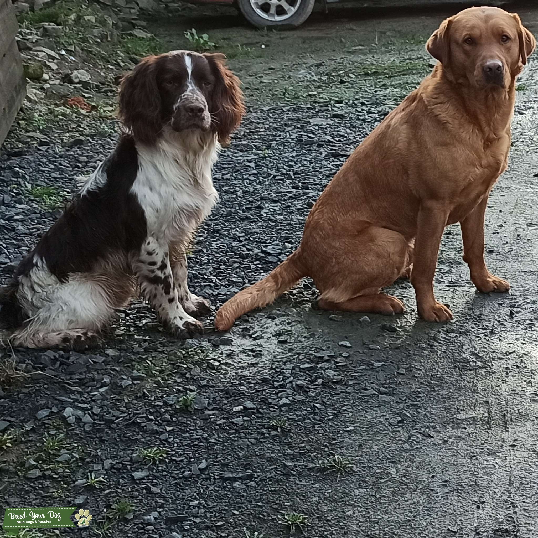 English Springer spaniel - Stud Dog powys - Breed Your Dog