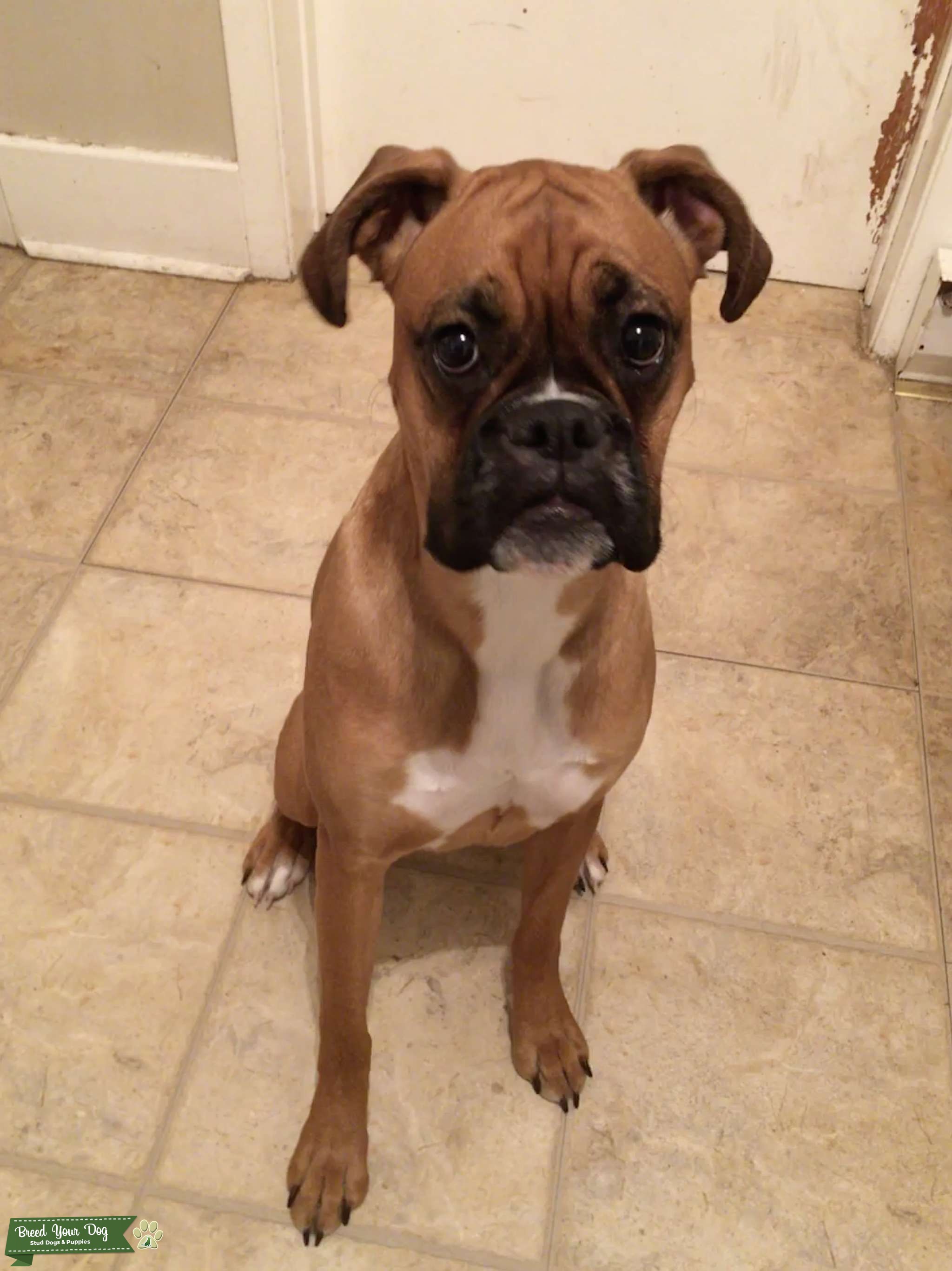 Looking for a stud/ BOXER ONLY - Stud Dog in Alberta, the United States ...