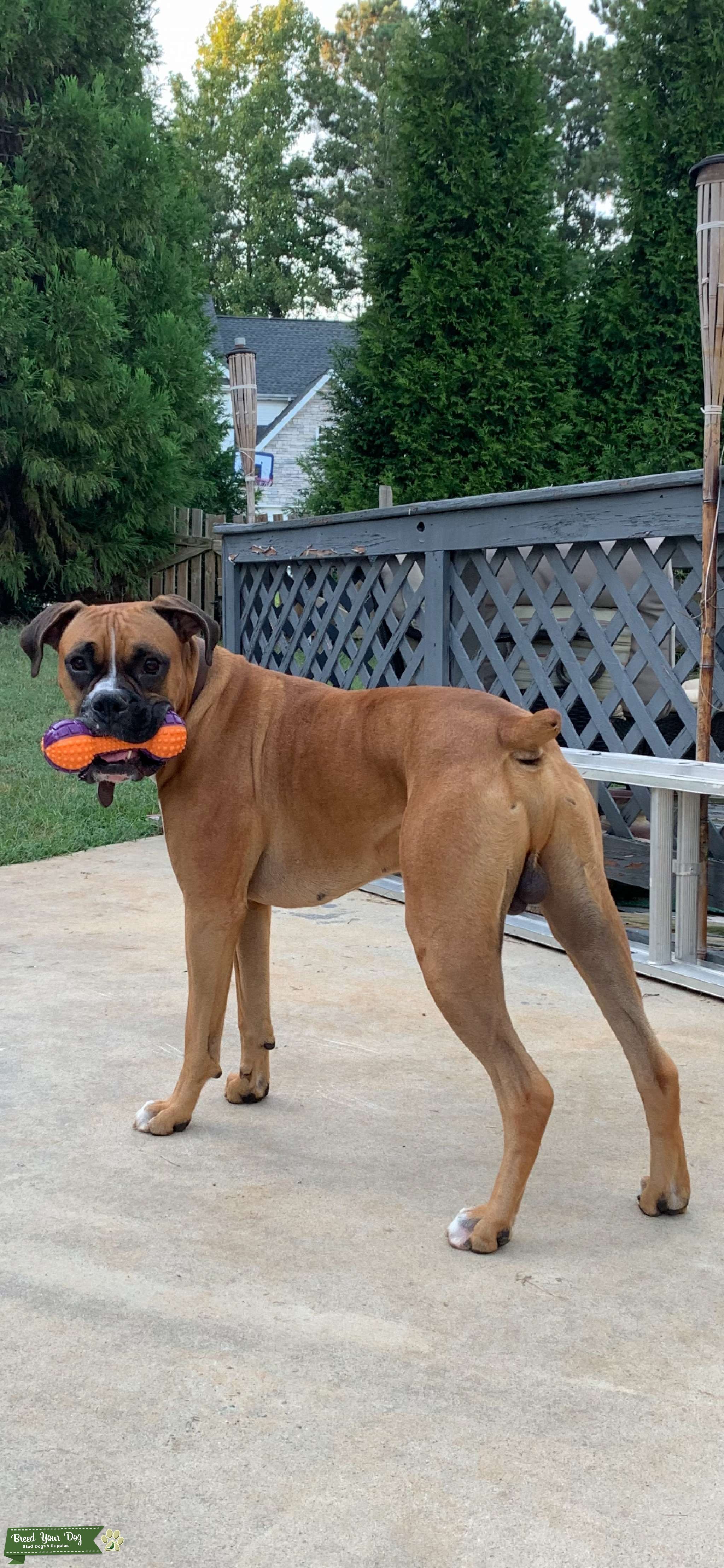 Fawn Boxer Stud - Stud Dog in North Carolina, the United States | Breed ...