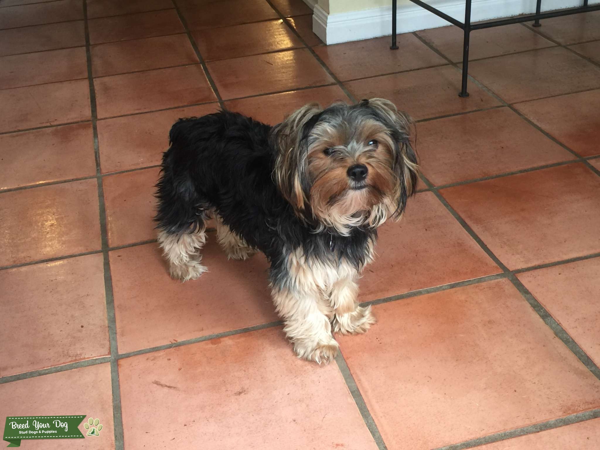 AKC Papered Yorkie Stud - Stud Dog in Austin, Texas, United States ...