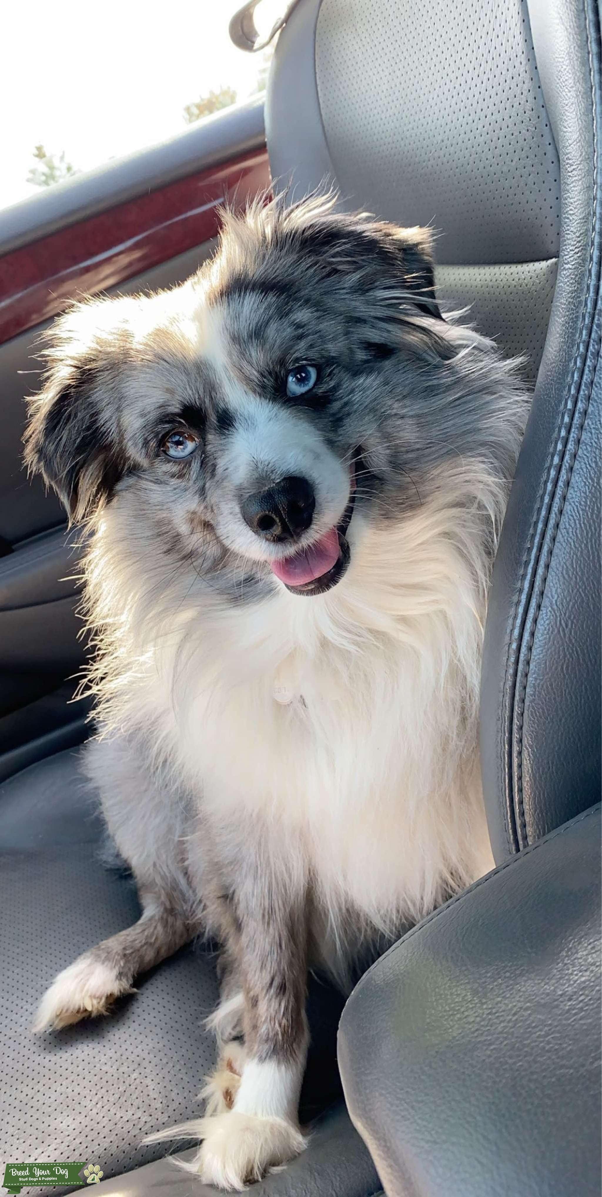 Miniature Australian Shepherd Blue Merle - Stud Dog in Michigan , the ...