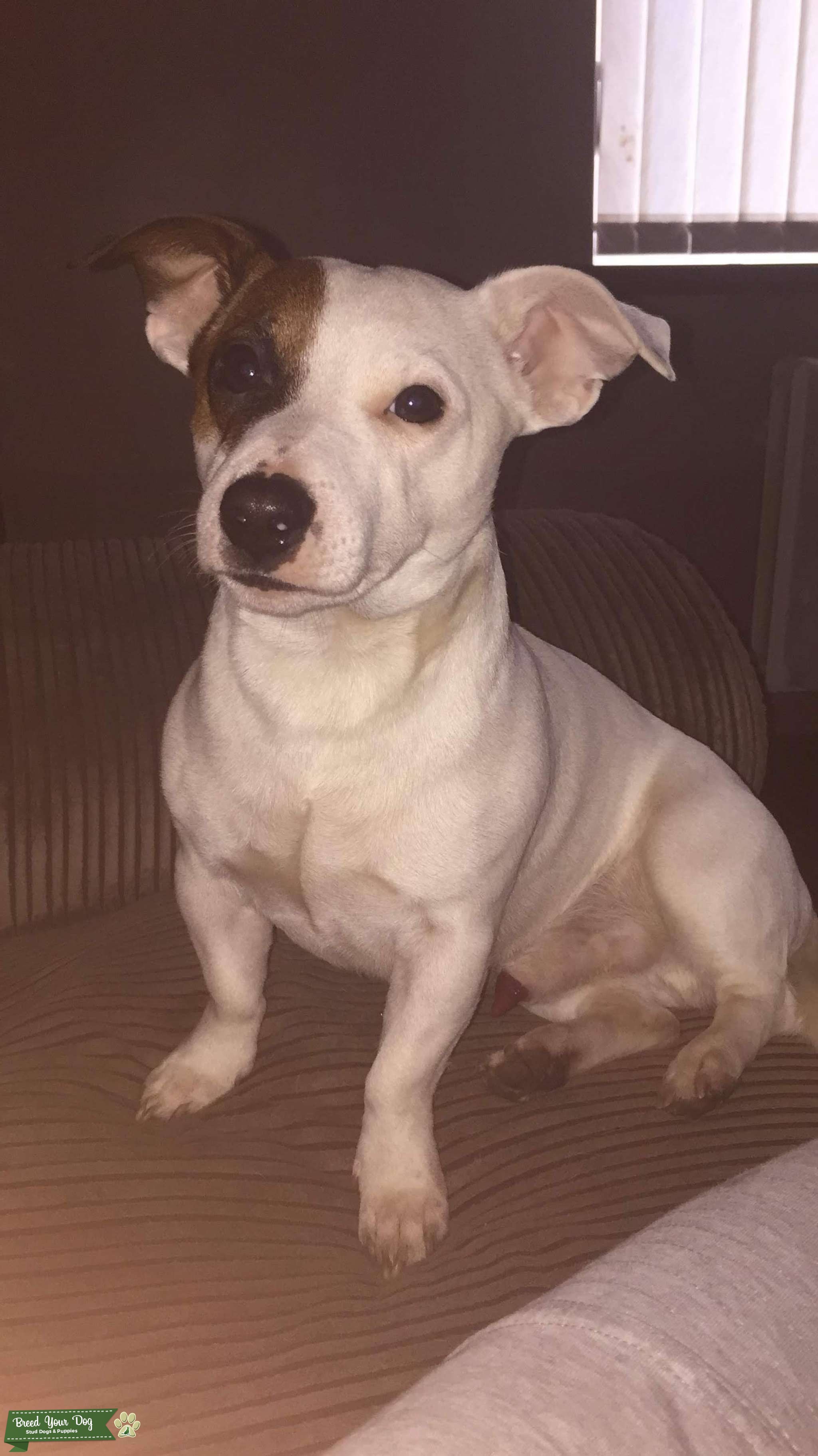Great Stud Dog - Stud Dog in Gateshead , the United States | Breed Your Dog
